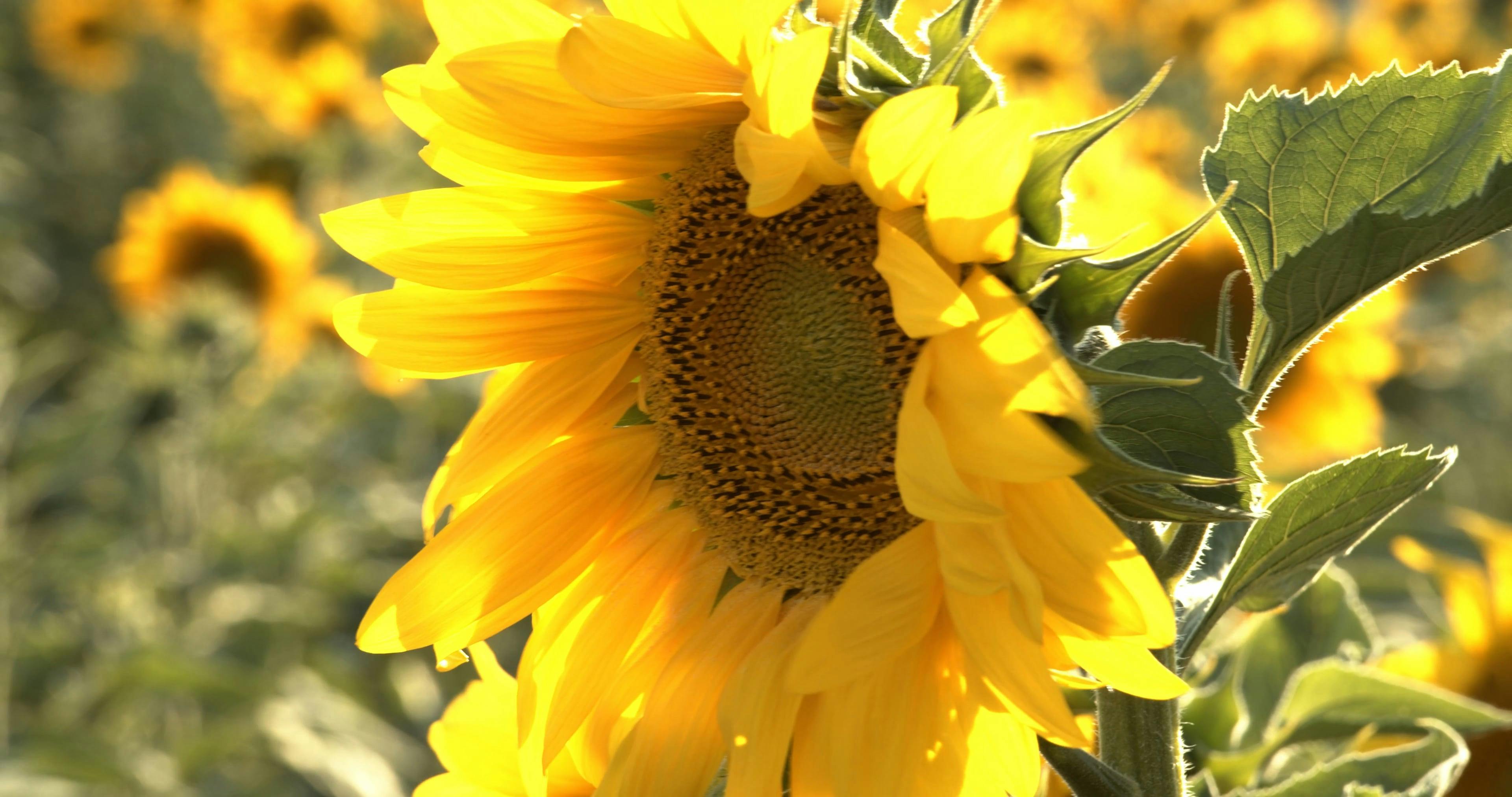 Close-Up Of Sunflower Bulbs Free Stock Video Footage, Royalty-Free 4K ...