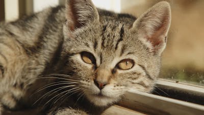 1,347+ Best Free Cat 4K Stock Video Footage & Royalty-Free HD Video Clips