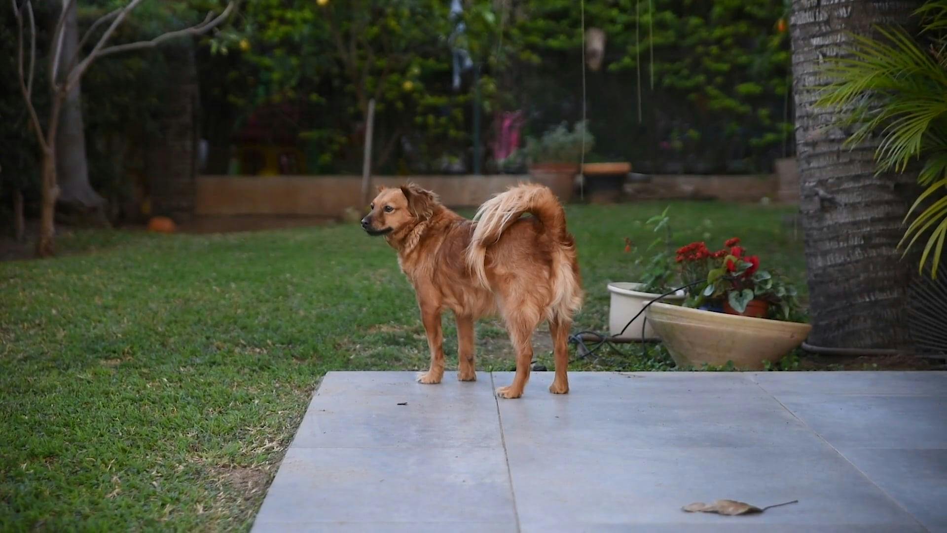 Dog Around Home Videos, Download The BEST Free 4k Stock Video Footage ...