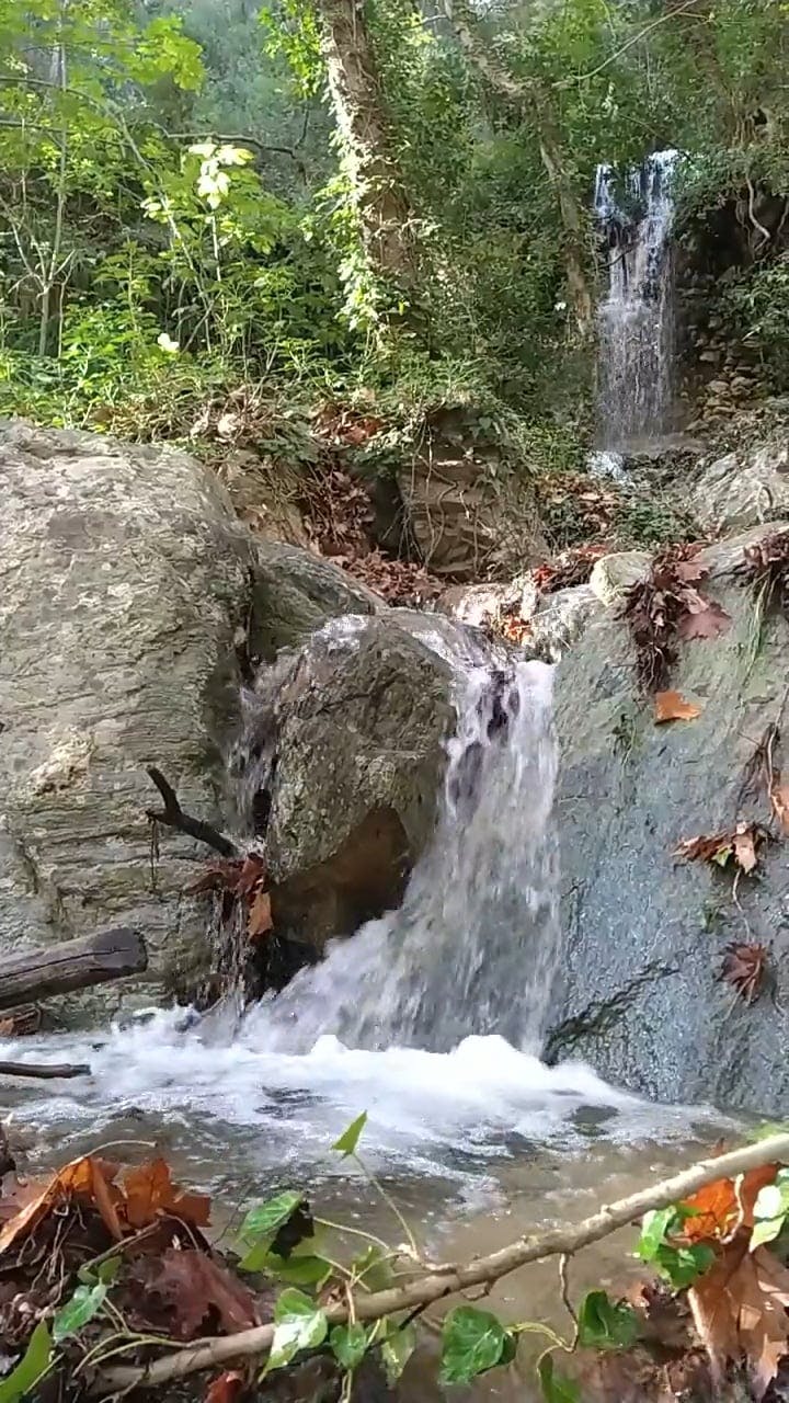 Gratis arkivvideo av anlegg, fosser, grønne blader