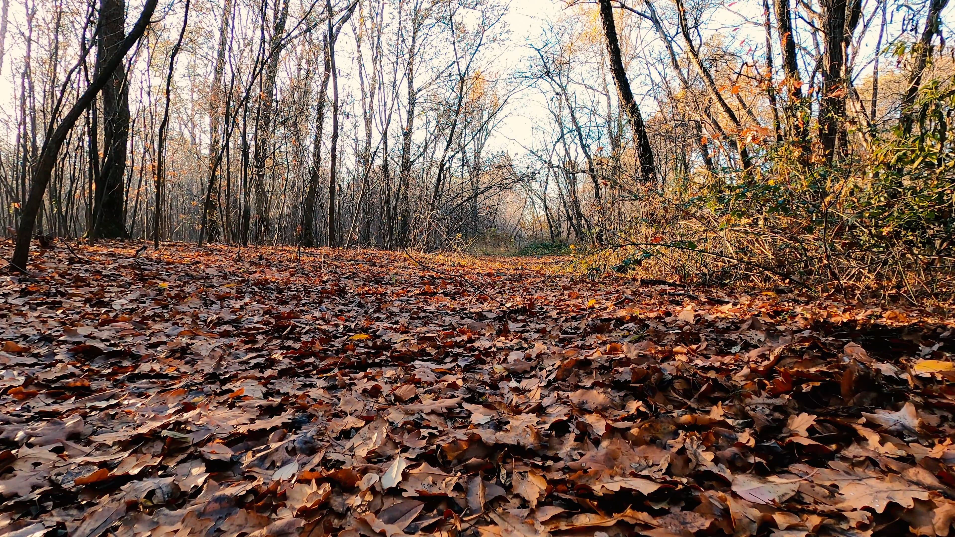Sparse Foliage Videos, Download The BEST Free 4k Stock Video Footage ...