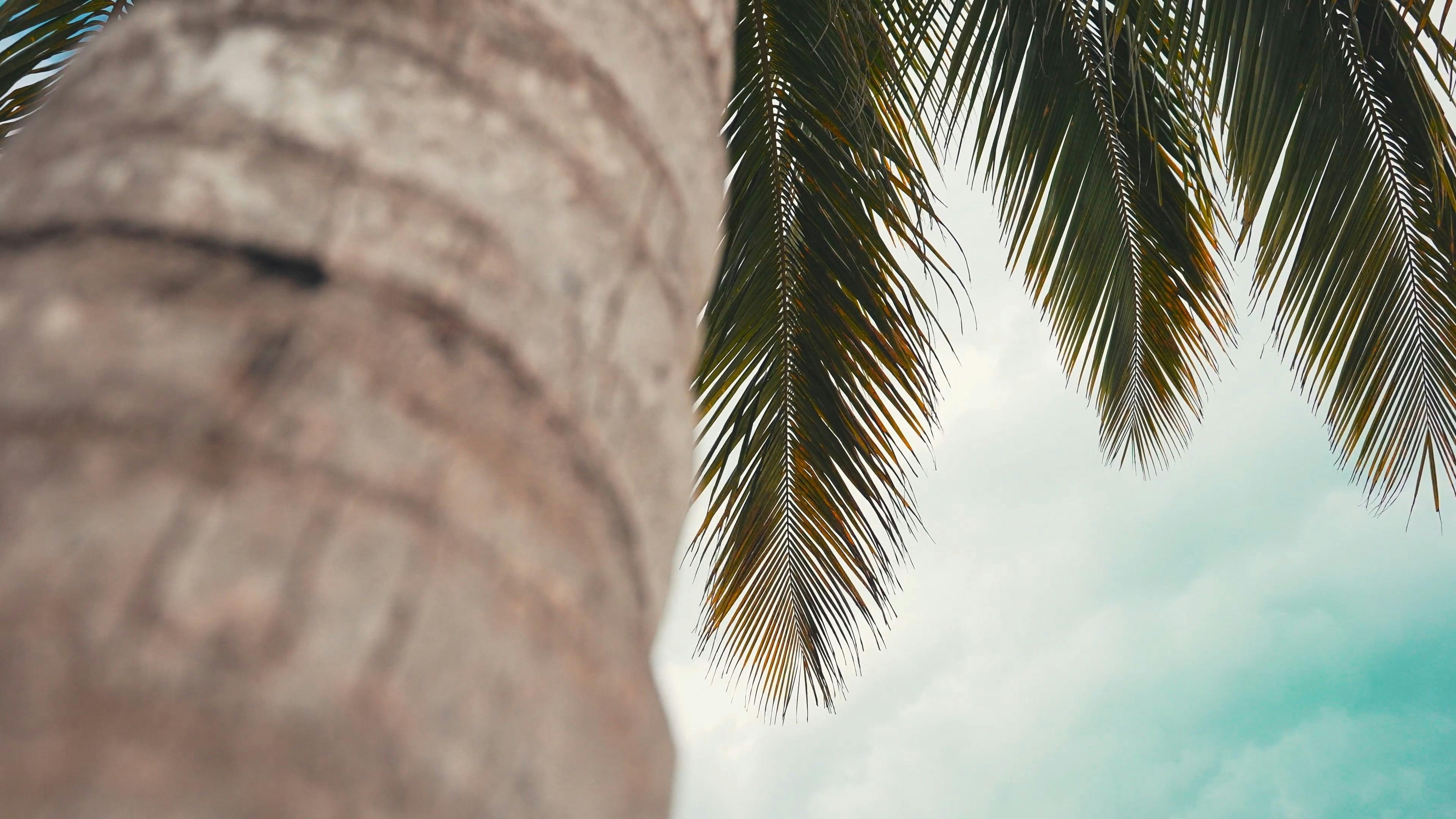 Plant Equatorial Videos, Download The BEST Free 4k Stock Video Footage ...