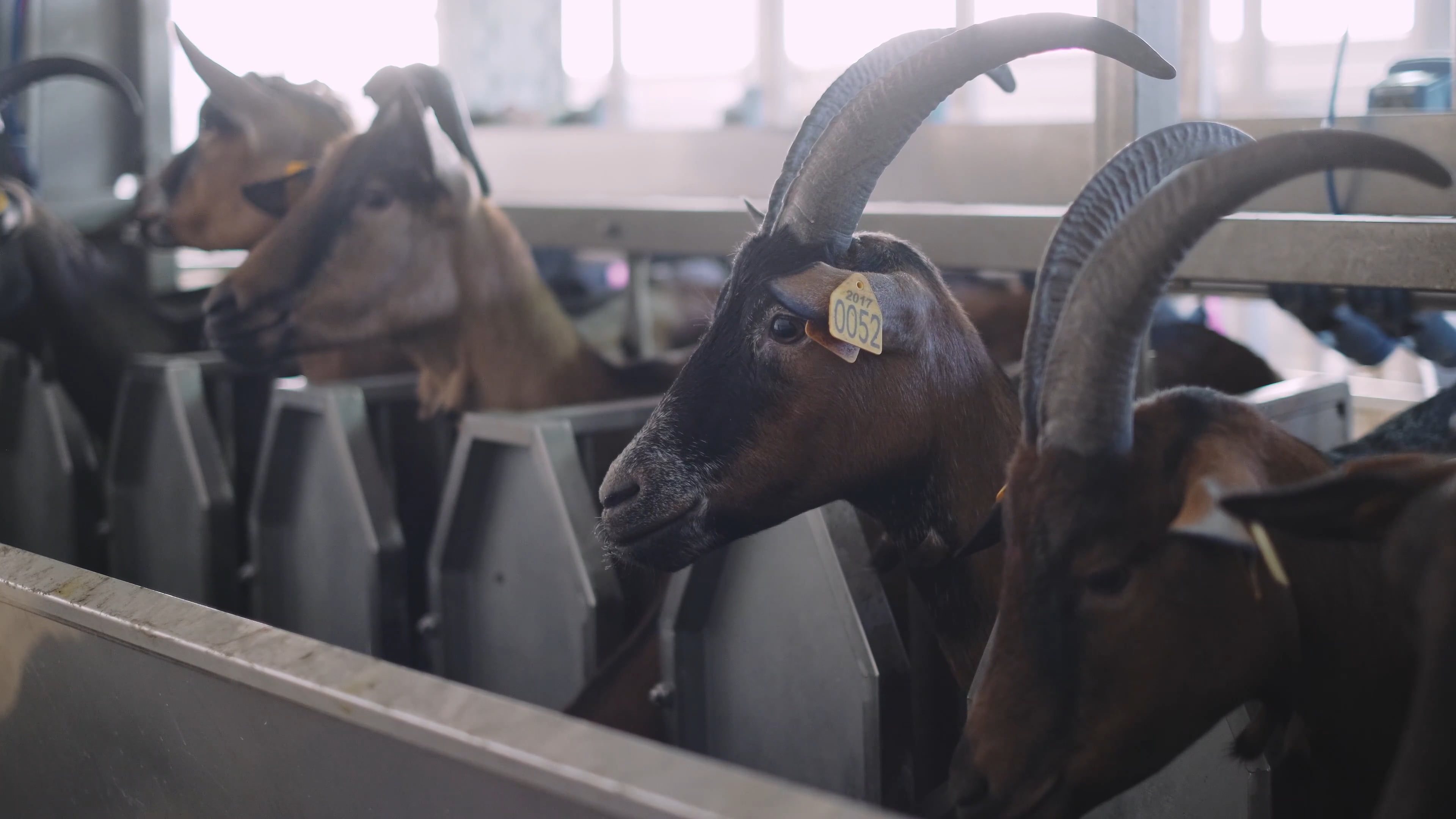 Close up of Goats with Ear Tags at a Farm Free Stock Video Footage ...