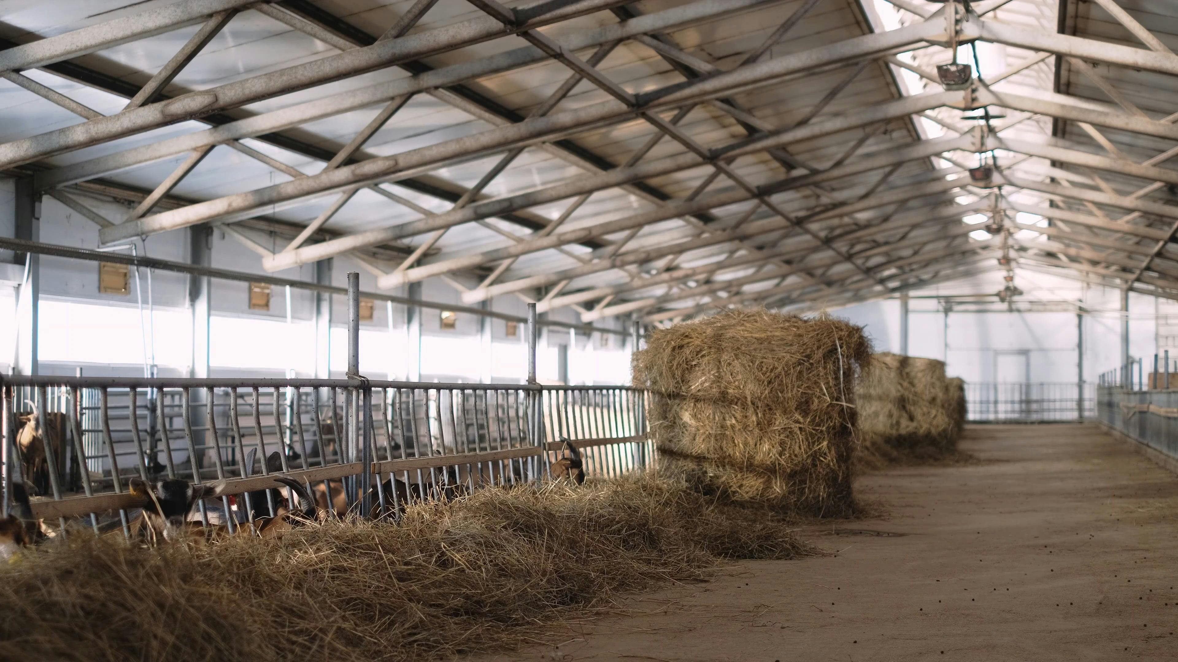 Video stok gratis tentang adegan bercocok tanam, agrikultura, bal ...