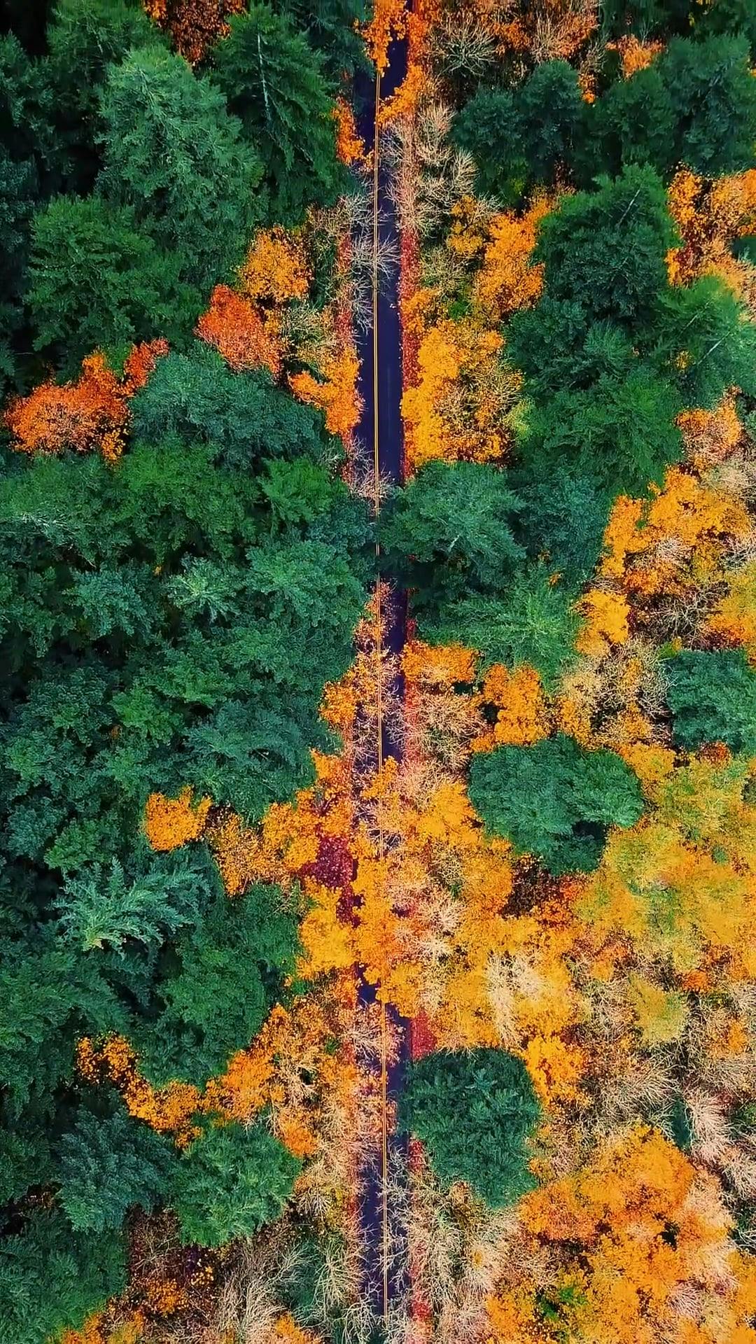 Moving Trees Videos, Download The BEST Free 4k Stock Video Footage ...