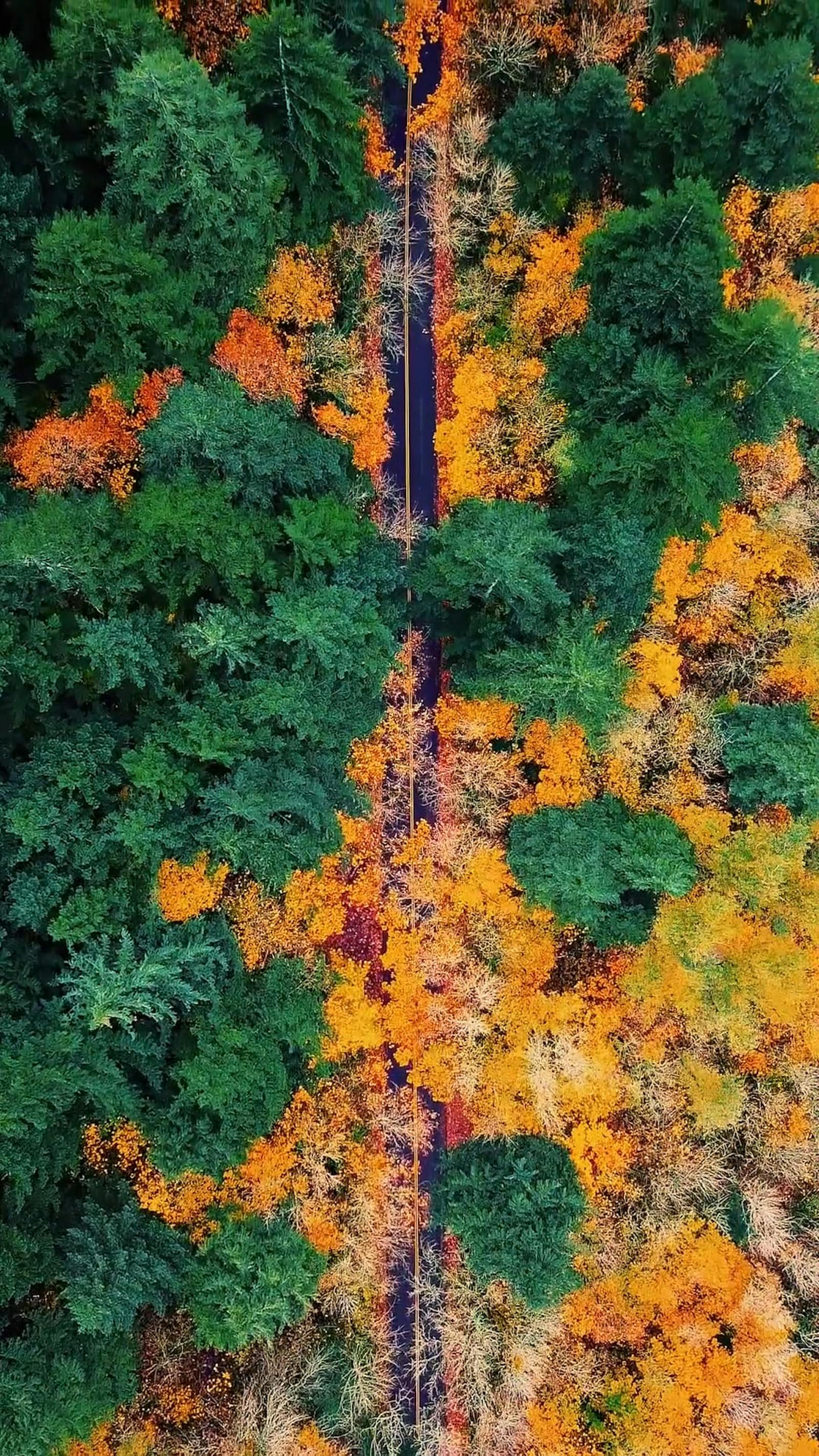 Moving Trees Videos, Download The BEST Free 4k Stock Video Footage ...