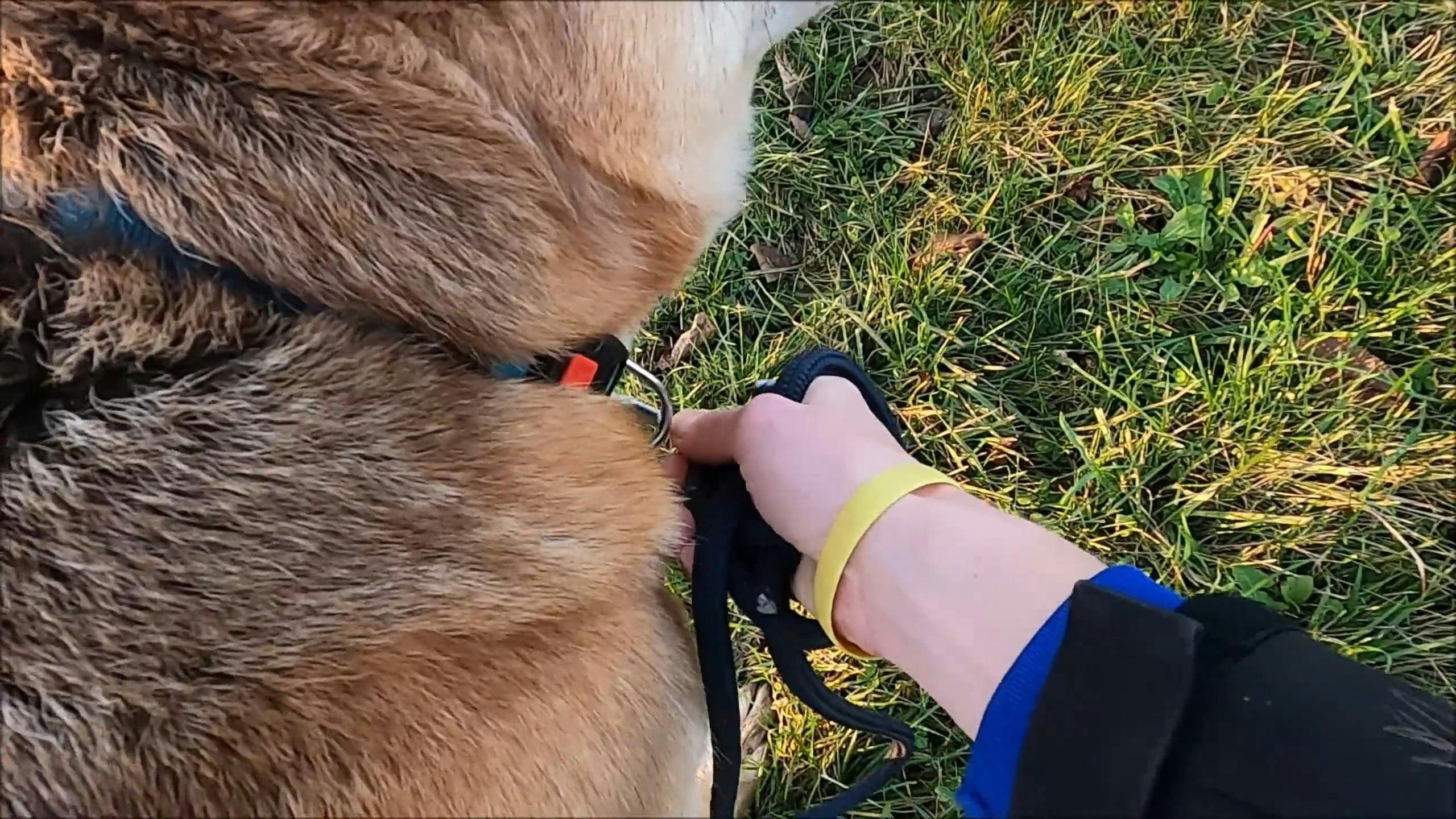 Dog Walking on Grass Field Free Stock Video Footage, Royalty-Free 4K ...
