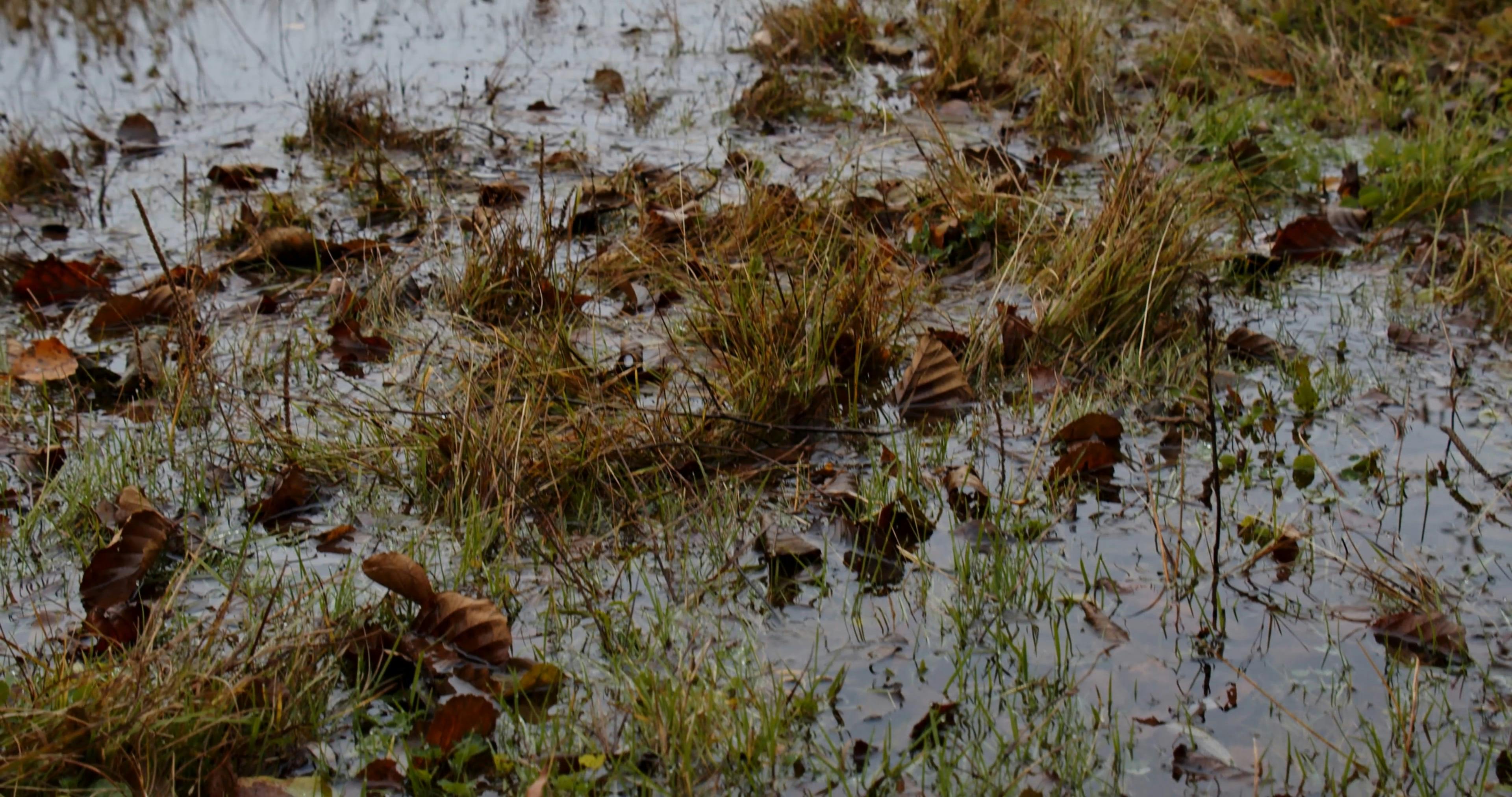 A Close Up View of a Wetland Free Stock Video Footage, Royalty-Free 4K ...