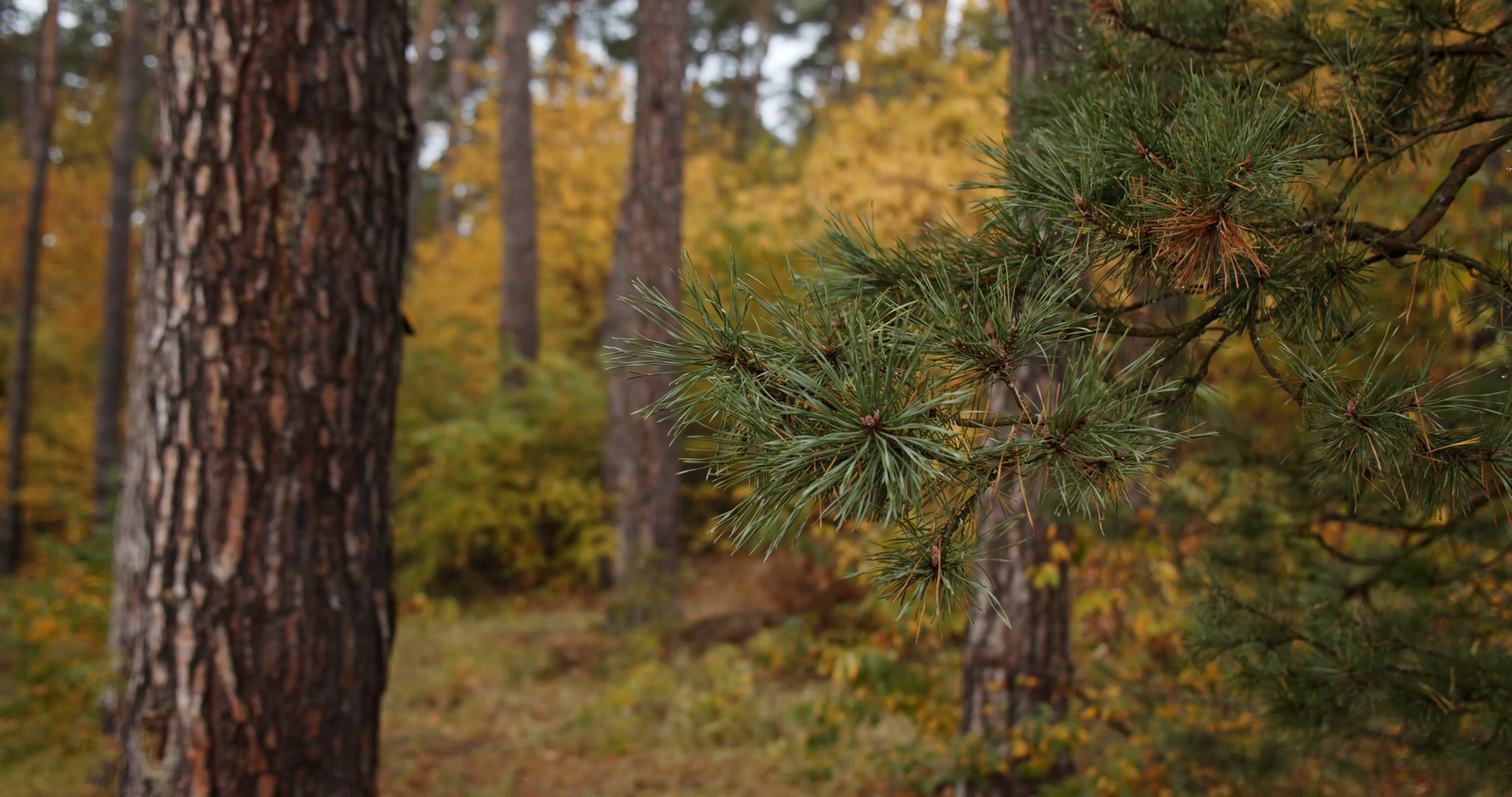 Close Up View of Trees in the Forest Free Stock Video Footage, Royalty ...