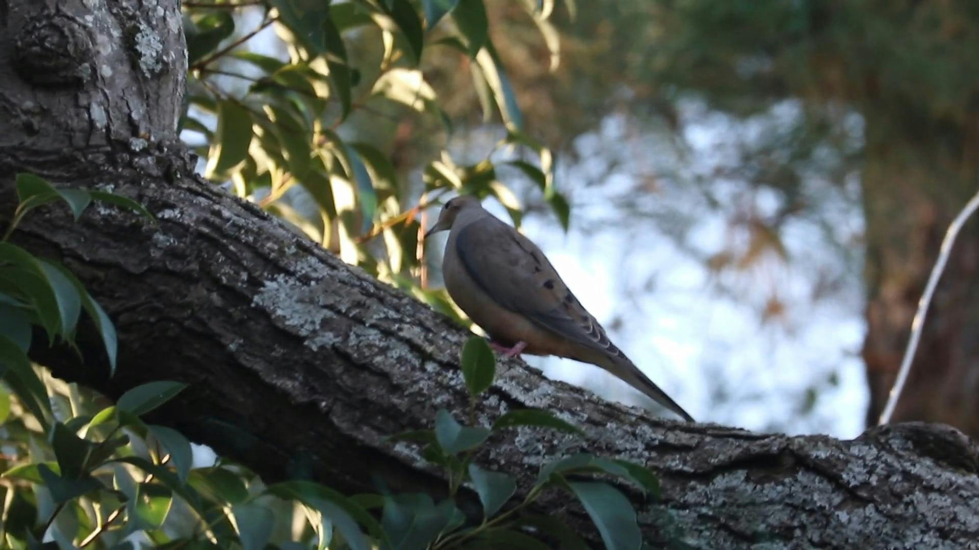 A Mourning Dove Perched on Tree Branch Free Stock Video Footage ...