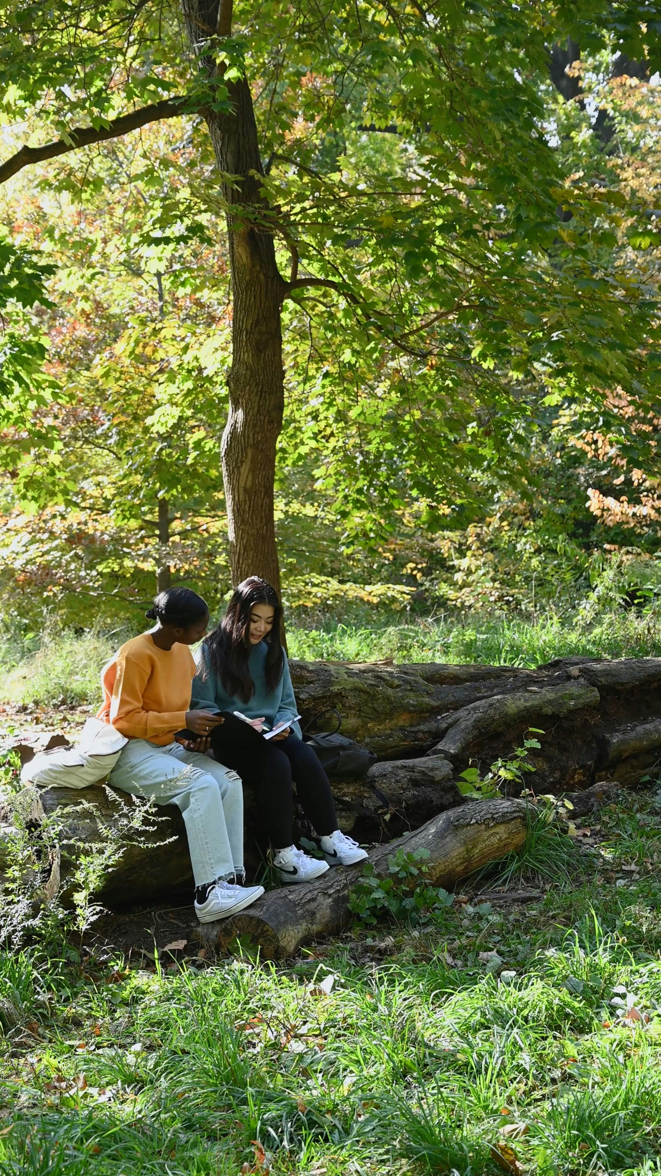 Young Women Sitting on a Log under a Tree · Free Stock Video