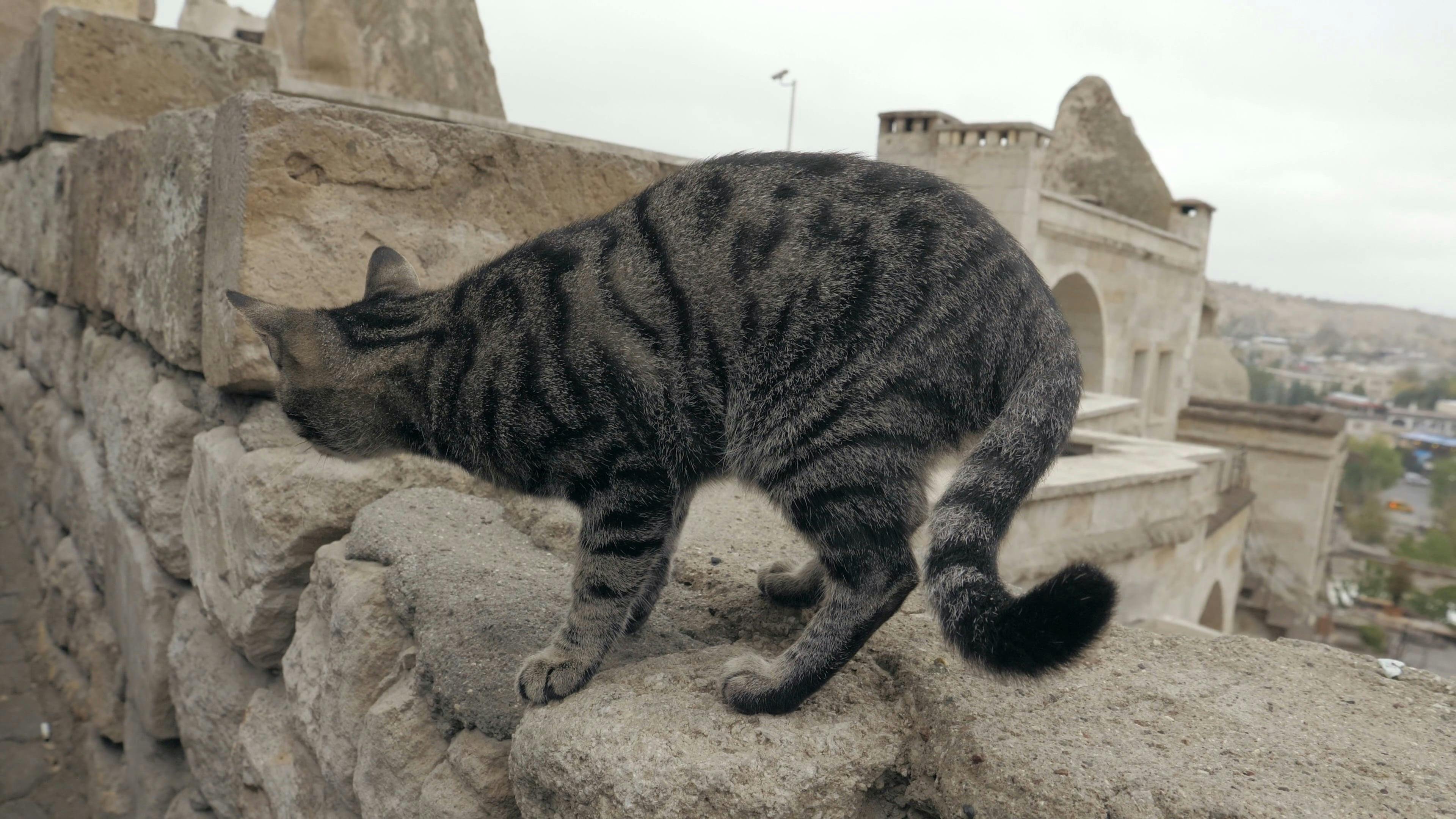 A Cat on a Ledge Free Stock Video Footage, Royalty-Free 4K & HD Video Clip