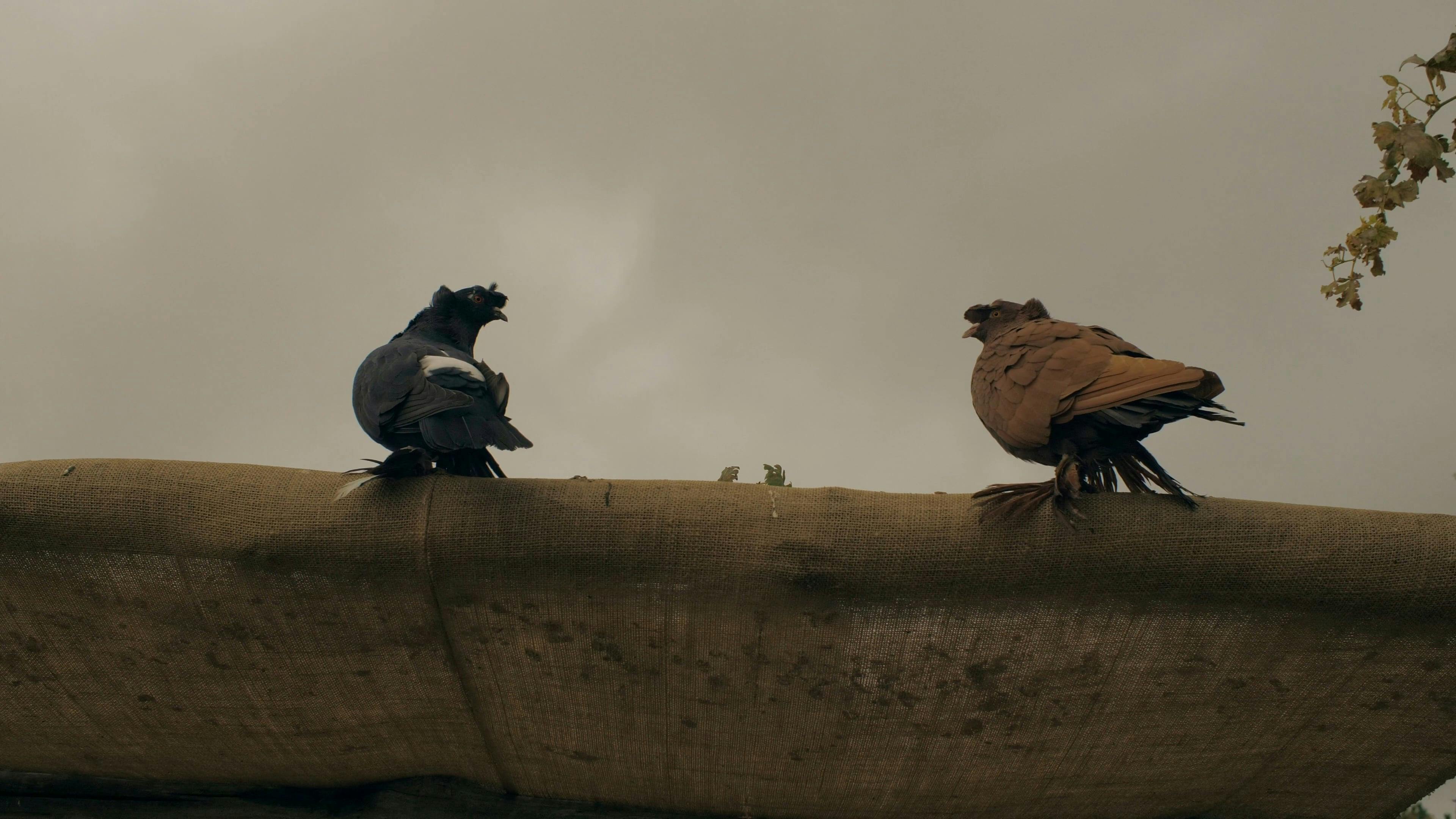 Vídeo profissional gratuito de alerta, ambiente urbano, animais ...