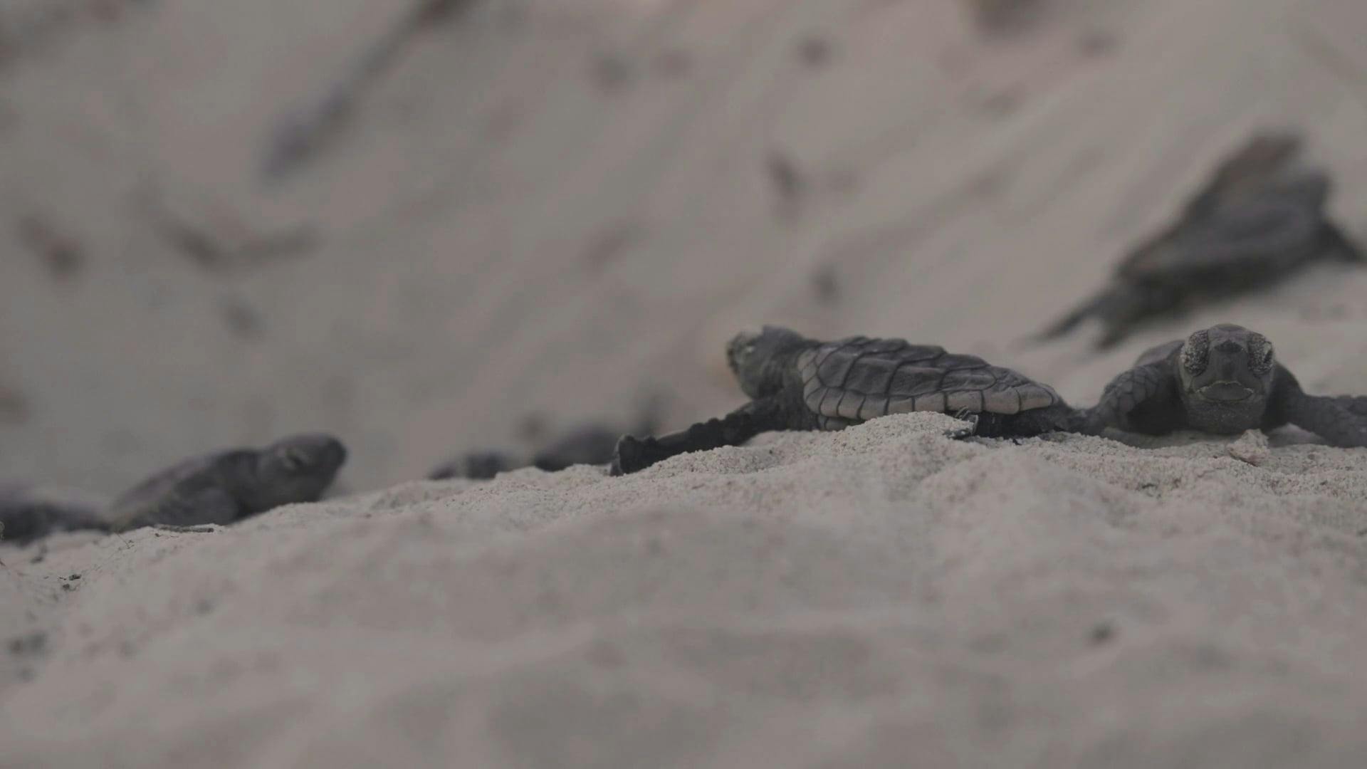 Close Up View of Baby Turtles Walking in the Sand Free Stock Video ...
