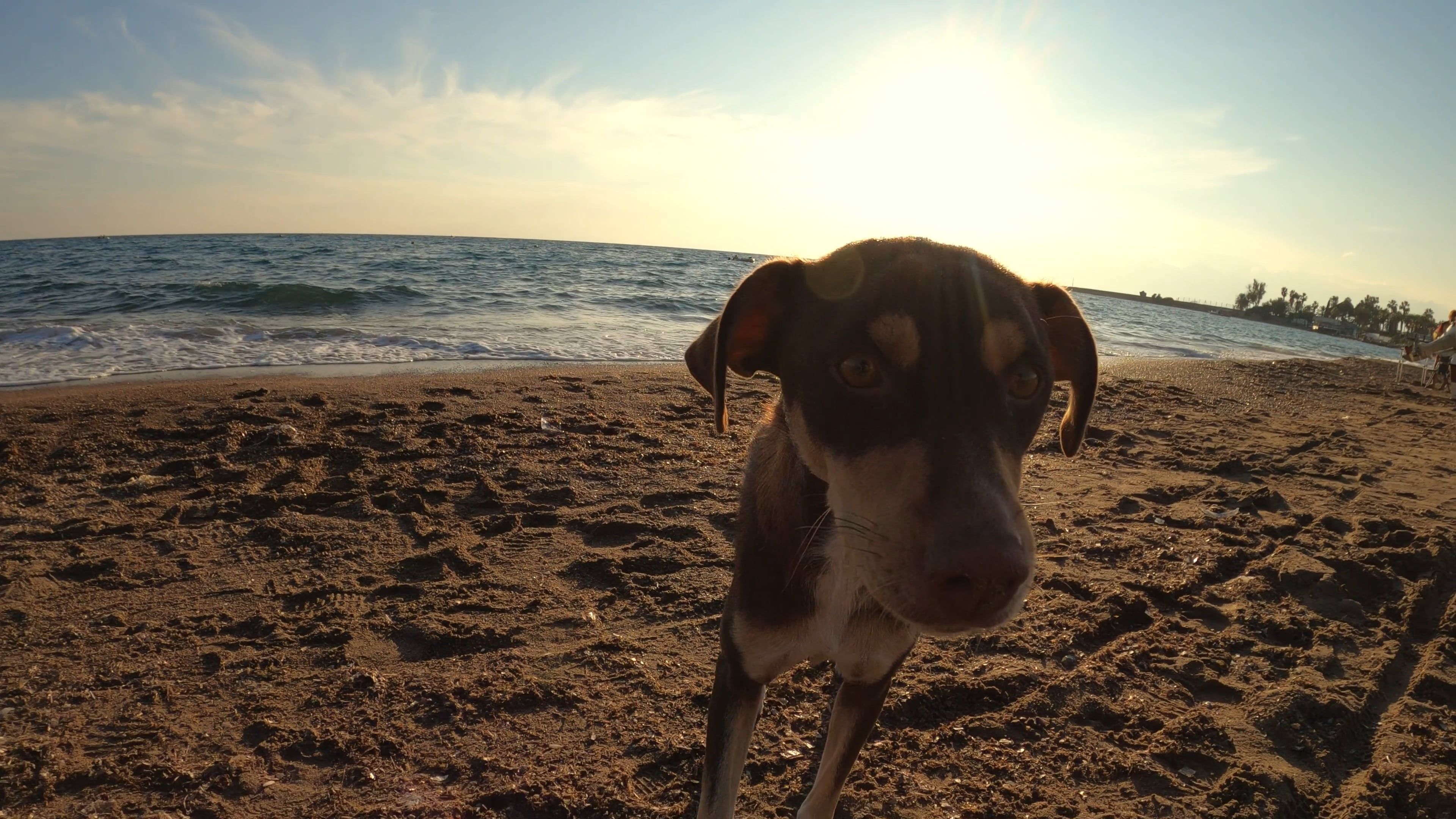 A Cute Dog at the Beach · Free Stock Video