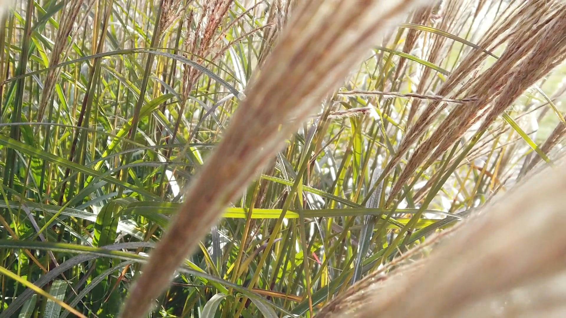 Tall Brown Grass On A Windy Day · Free Stock Video
