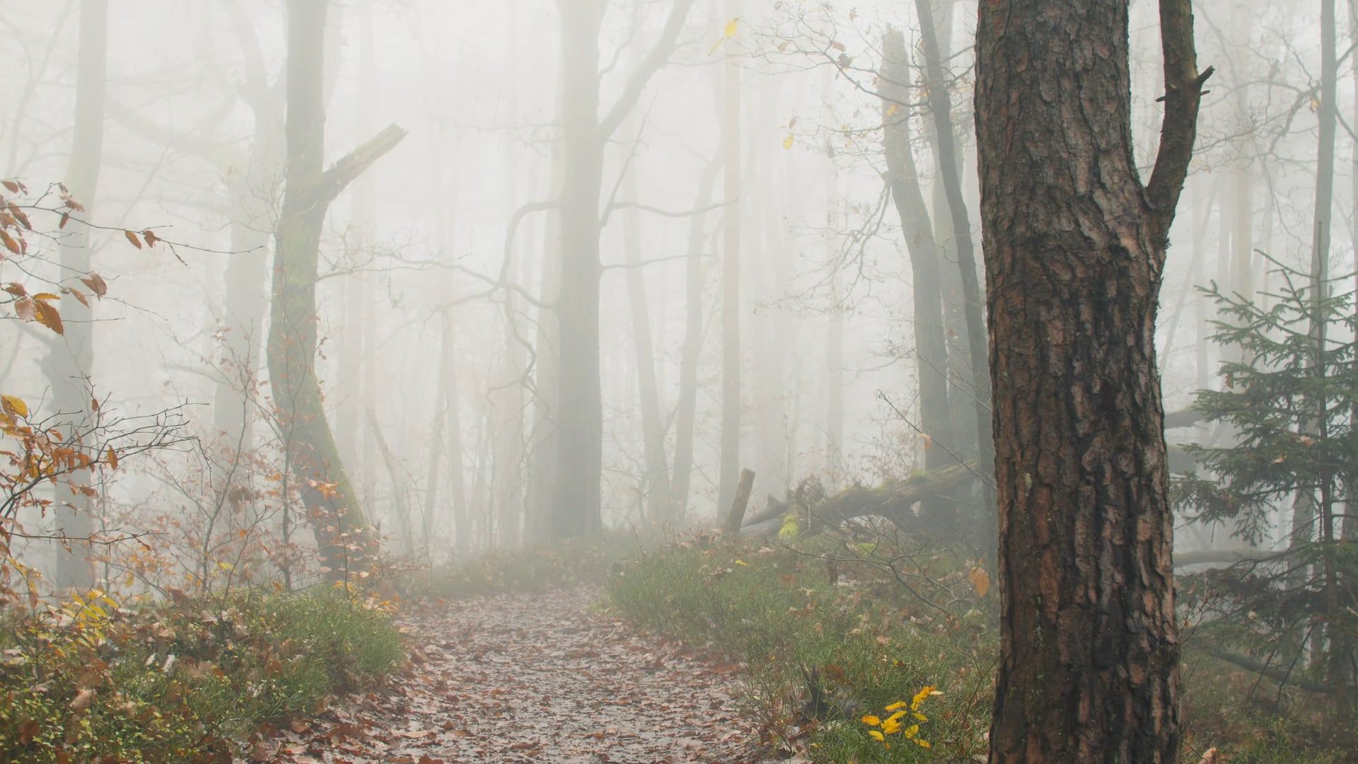 Video of a Man Walking Free Stock Video Footage, Royalty-Free 4K & HD ...