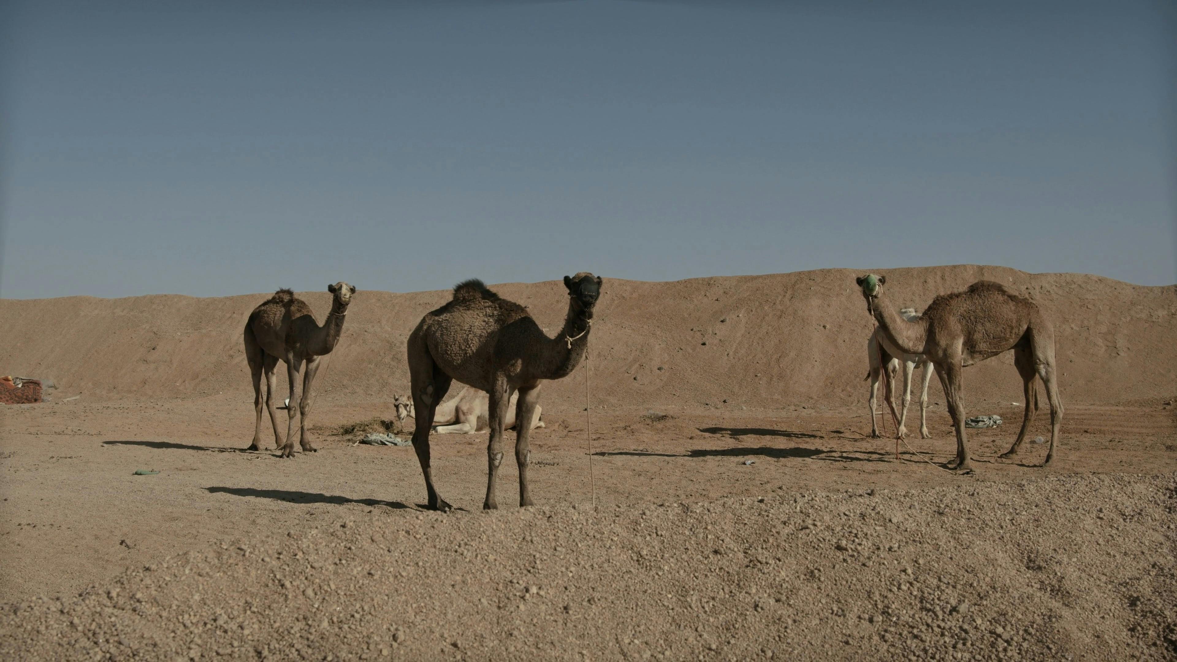 Herd of Camels in the Desert During Daytime · Free Stock Video