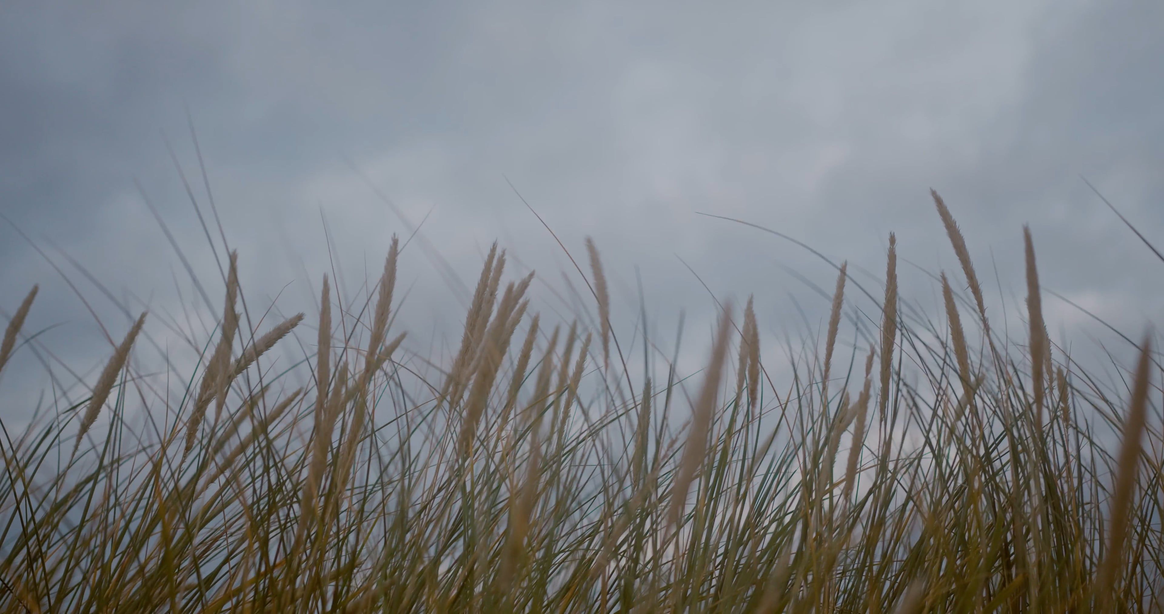 Wind Waving Wild Grass Free Stock Video Footage, Royalty-Free 4K & HD ...