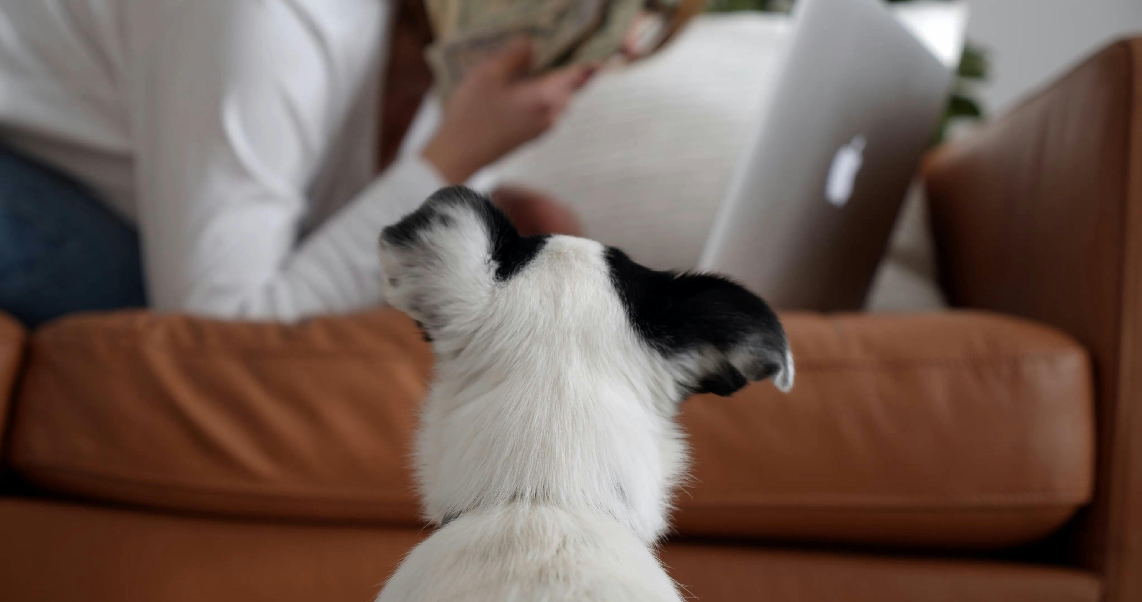 Legal Dog Videos, Download The BEST Free 4k Stock Video Footage & Legal ...