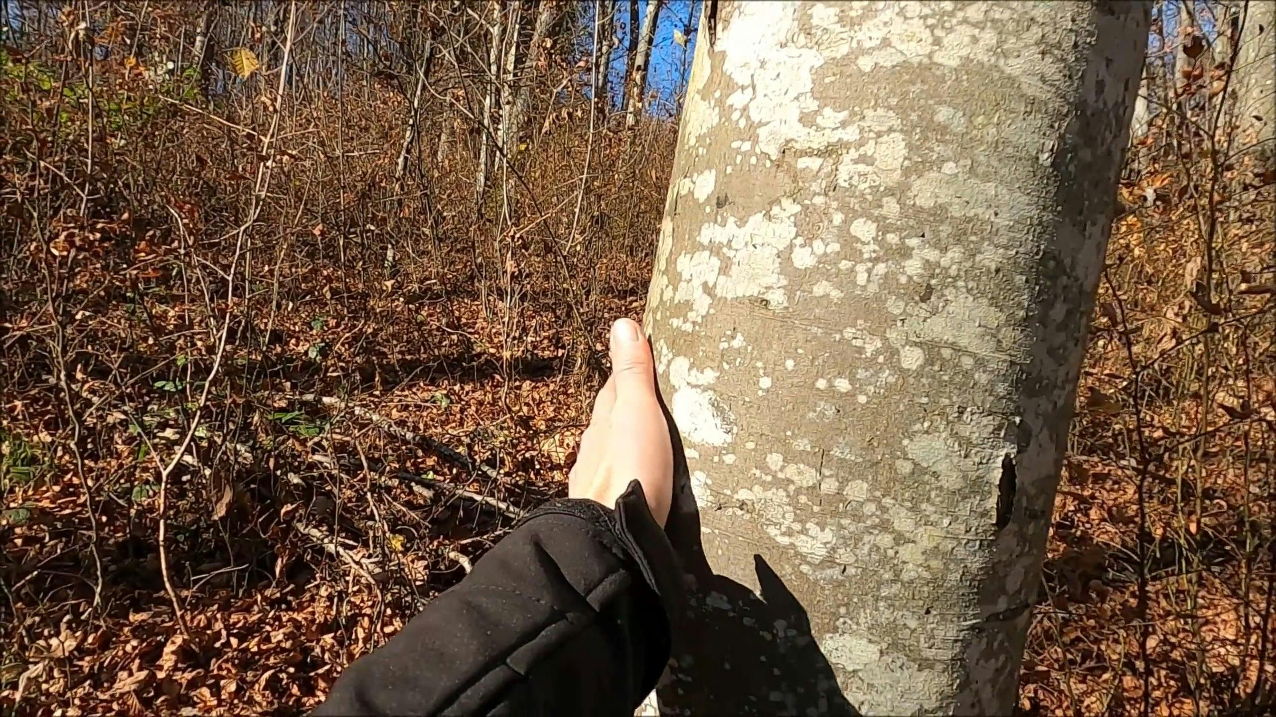Person Touching Tree Trunk · Free Stock Video