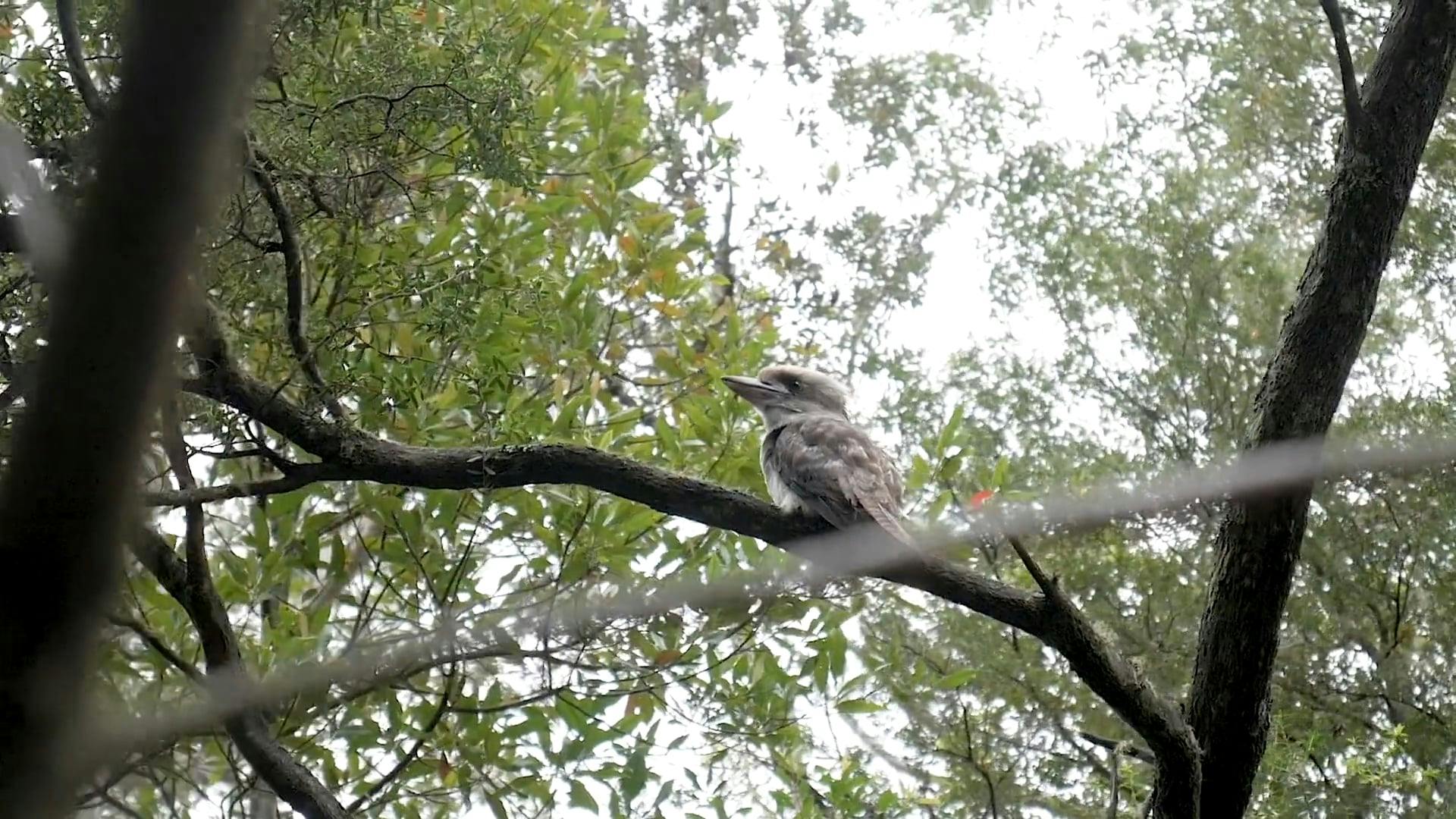 Australian Tree Videos, Download The BEST Free 4k Stock Video Footage ...