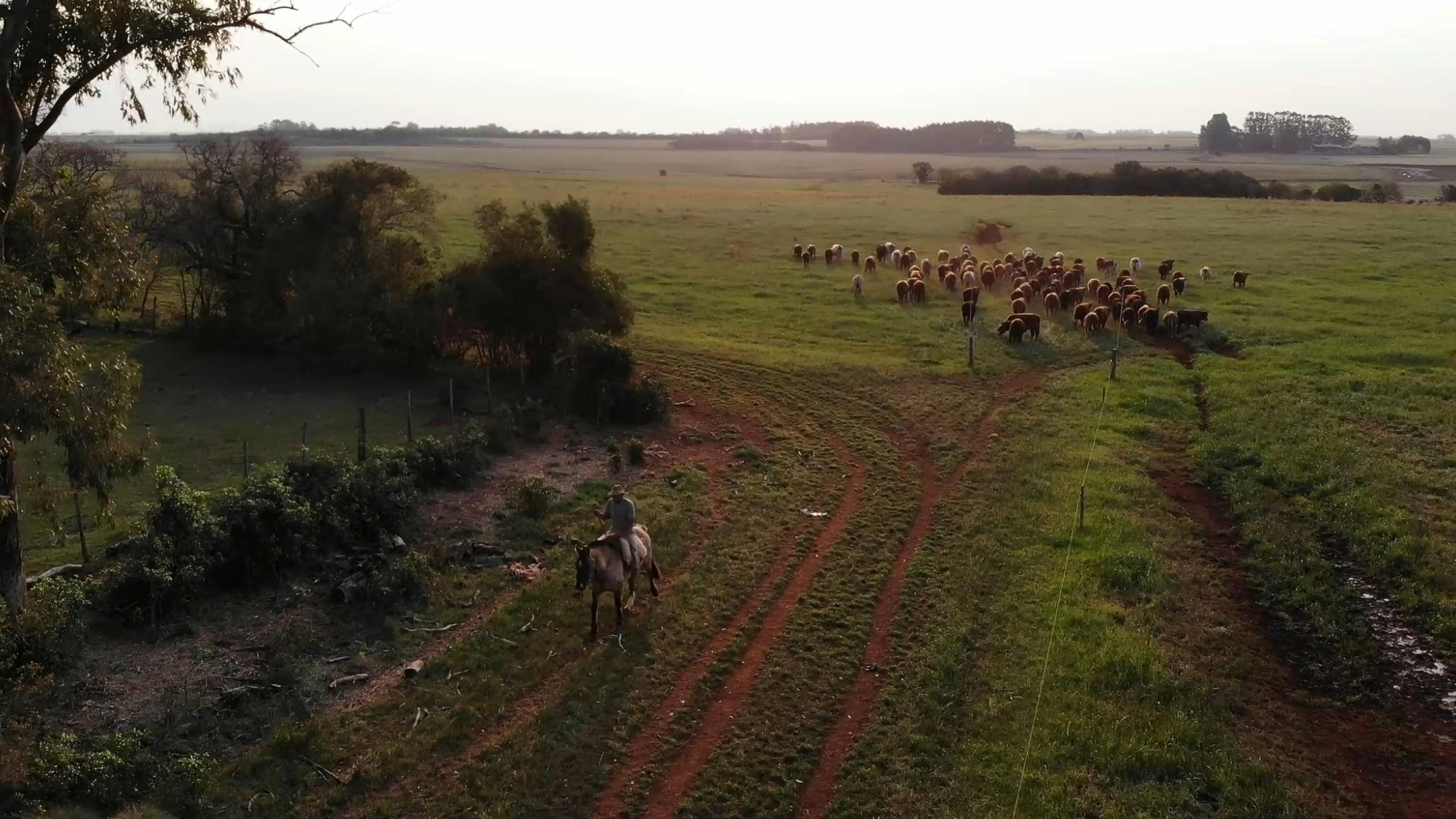 Bull Shot Videos, Download The BEST Free 4k Stock Video Footage & Bull ...