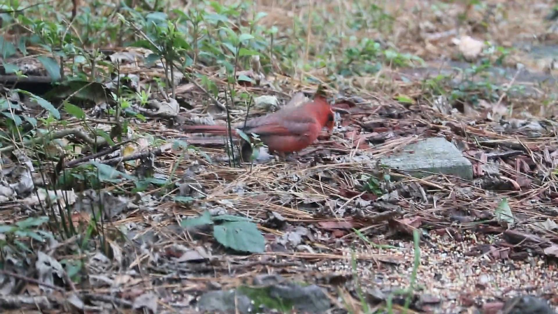 Birds Pecking in Water Free Stock Video Footage, Royalty-Free 4K & HD ...