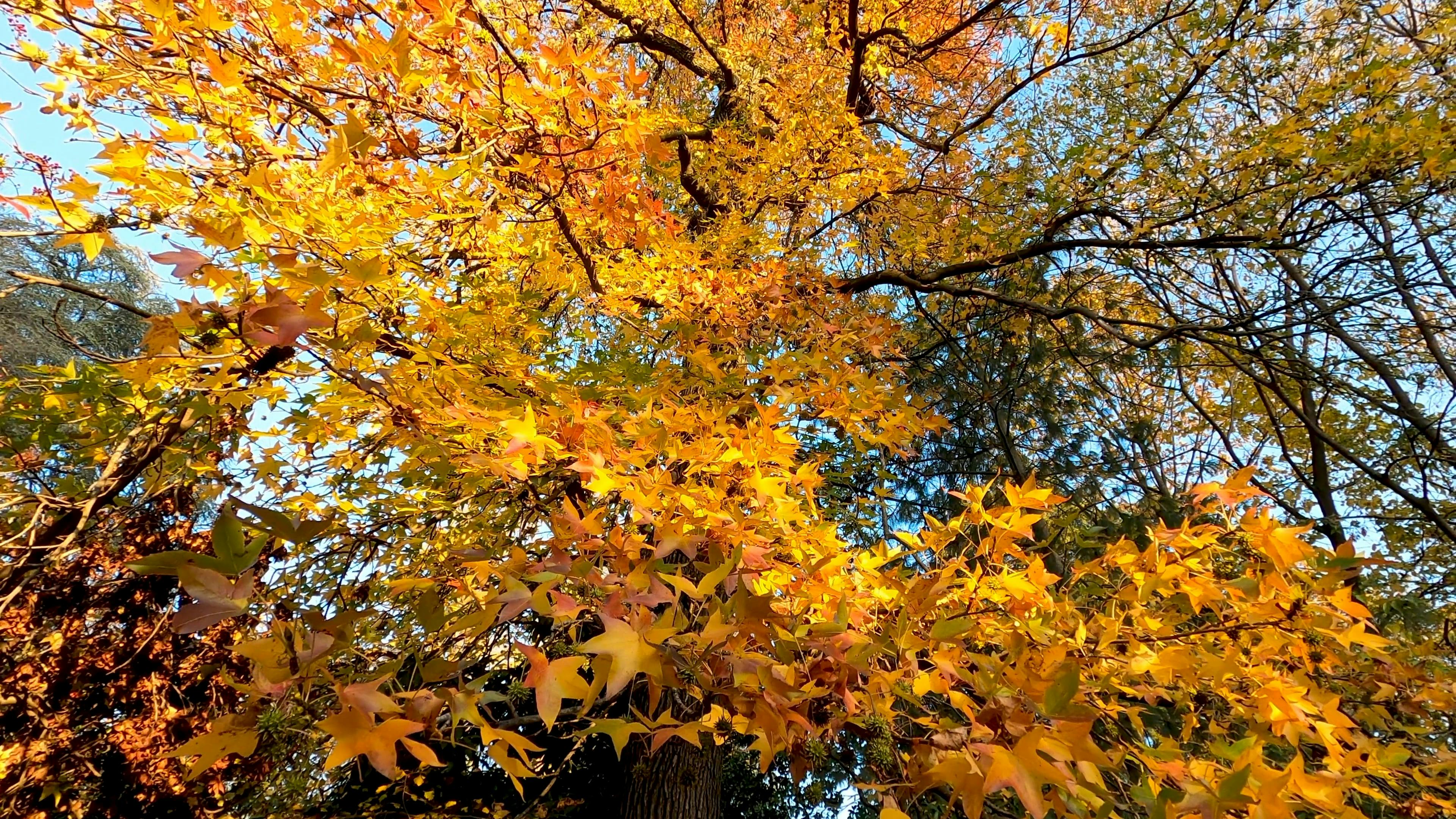 Gold Fall Videos, Download The BEST Free 4k Stock Video Footage & Gold ...