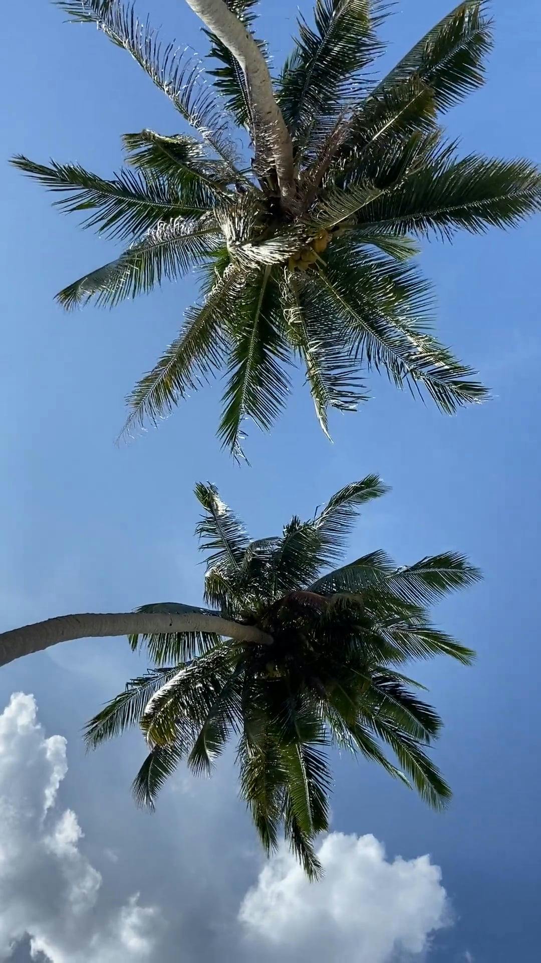 Coconuts Trees Videos, Download The BEST Free 4k Stock Video Footage ...