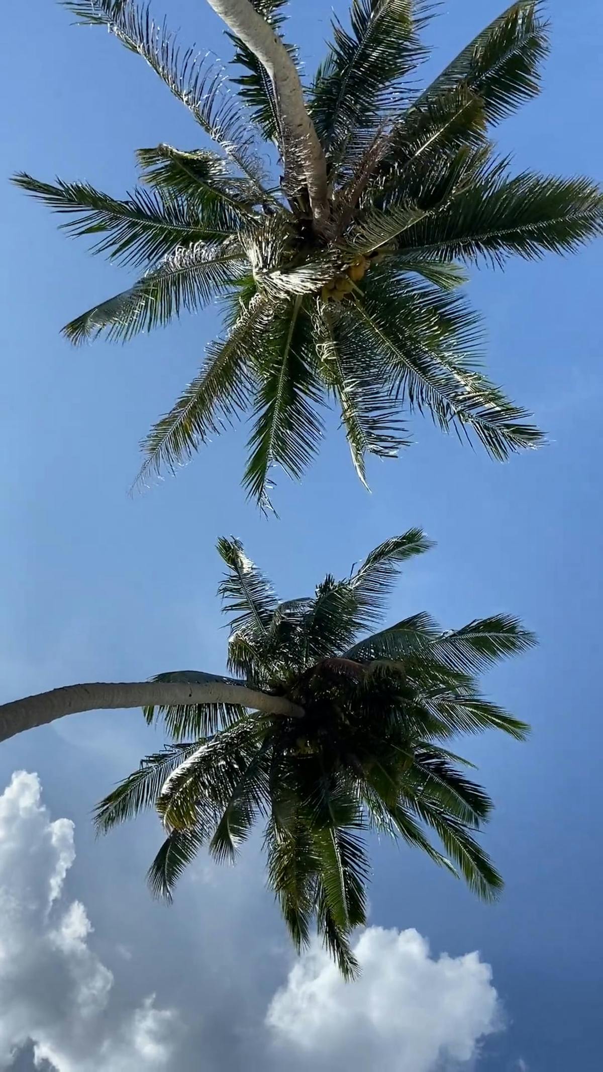 Coconut Trees Videos, Download The BEST Free 4k Stock Video Footage ...
