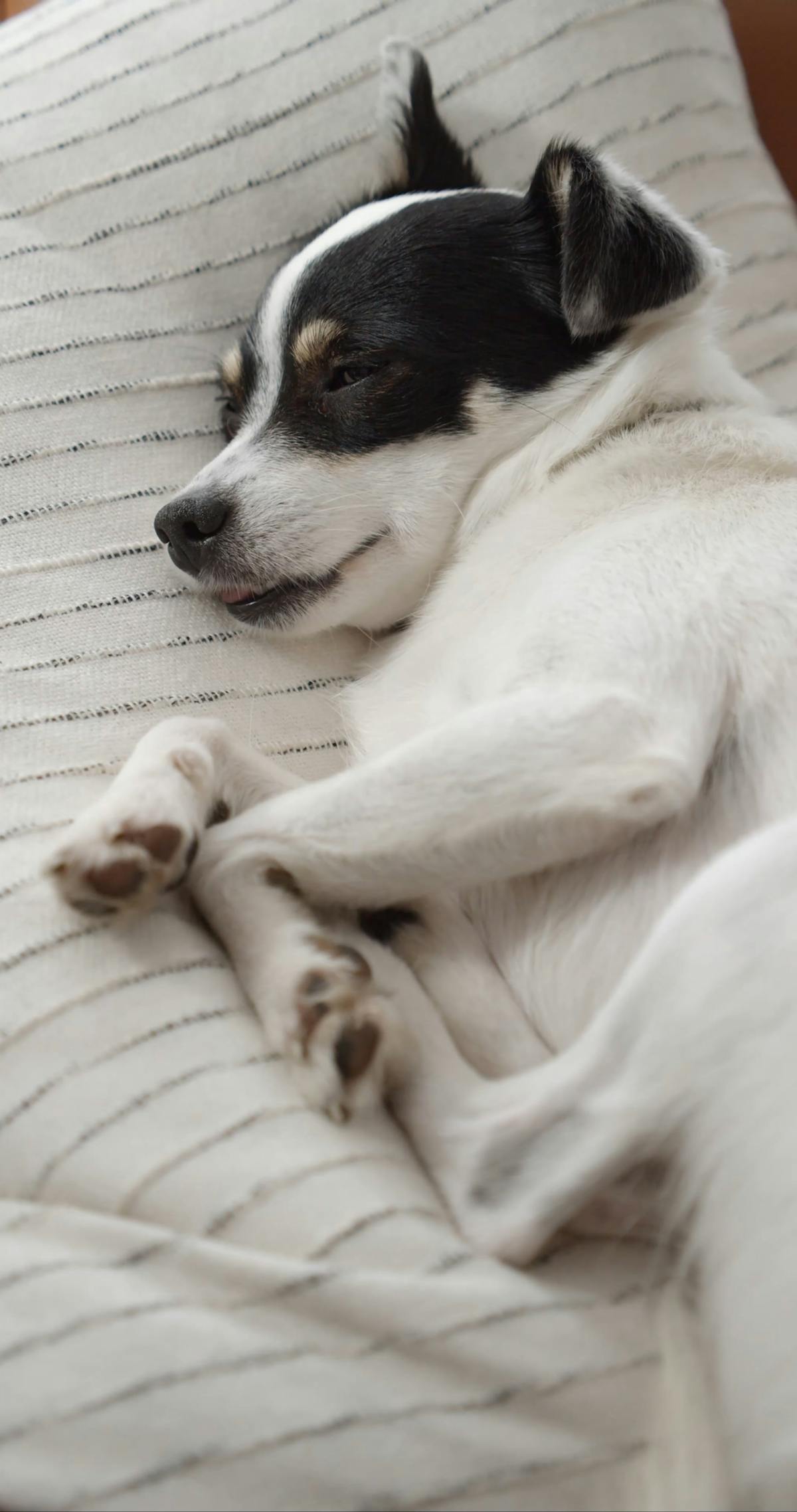 Mating Dog Videos, Download The BEST Free 4k Stock Video Footage ...