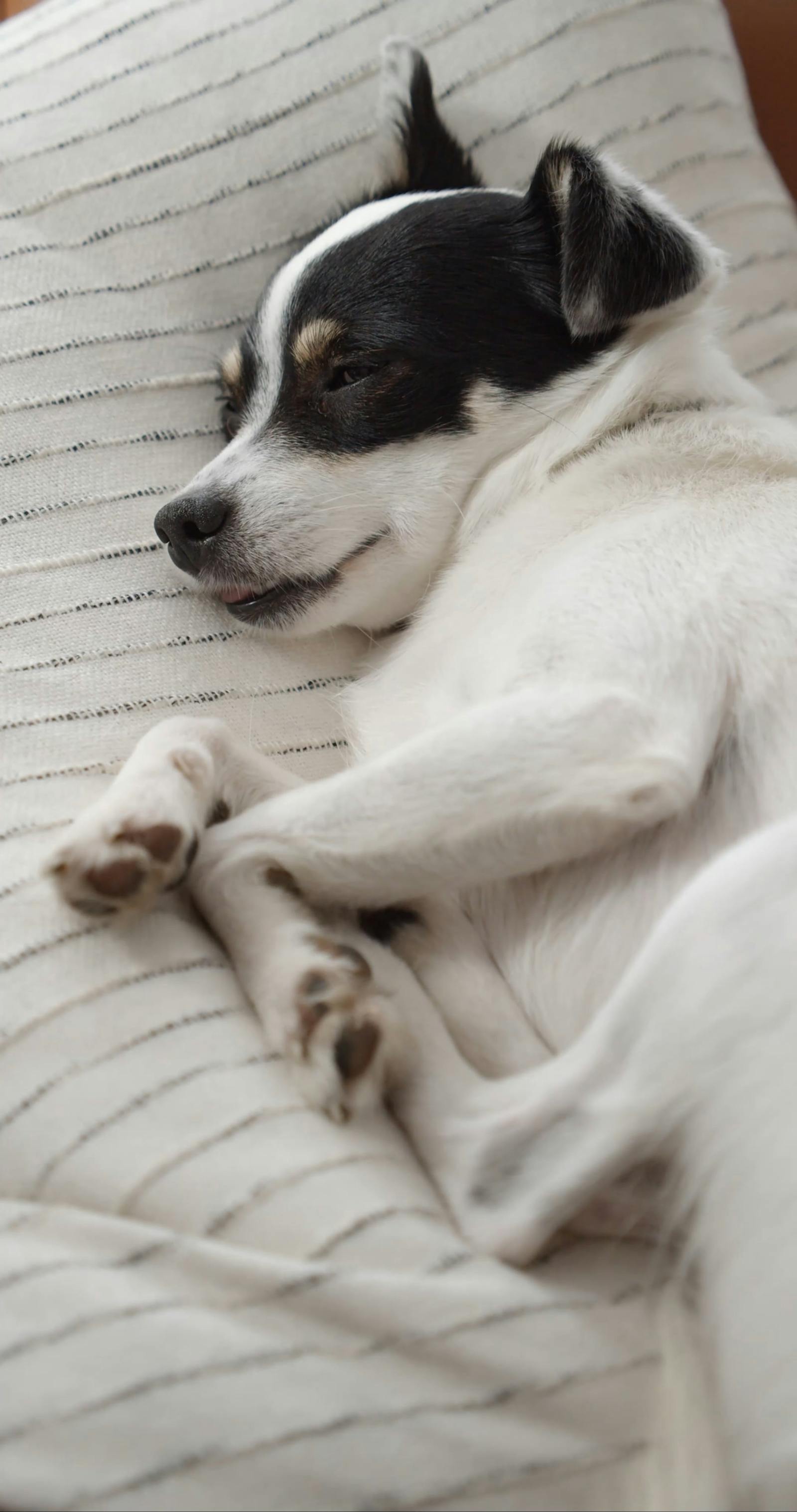 Sleep Animation Videos, Download The BEST Free 4k Stock Video Footage ...