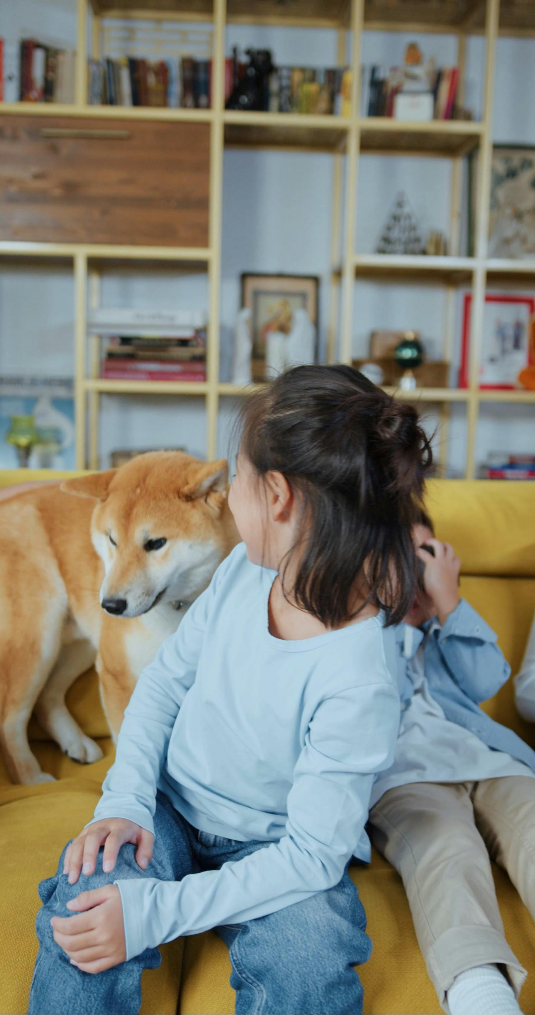 Playing With The Pet Dog Free Stock Video Footage, Royalty-Free 4K & HD ...