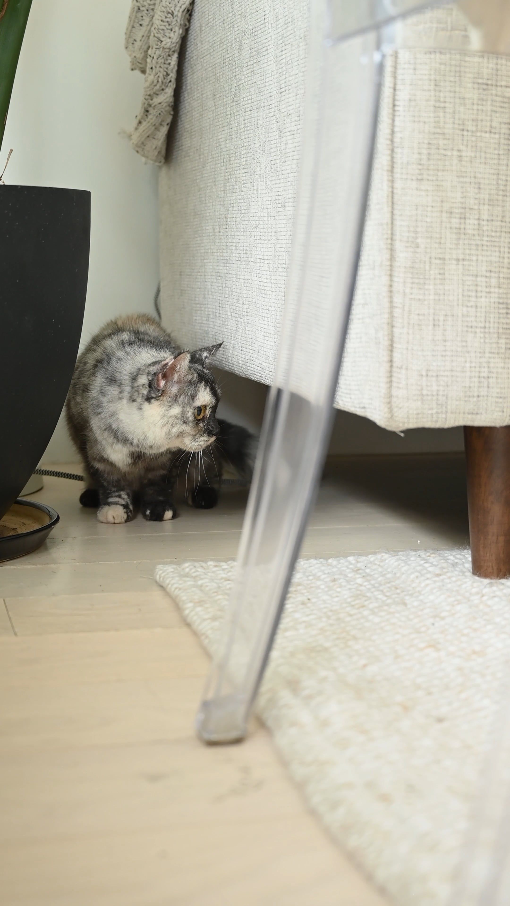 A Cat Behind The Sofa Free Stock Video Footage, Royalty-Free 4K & HD ...
