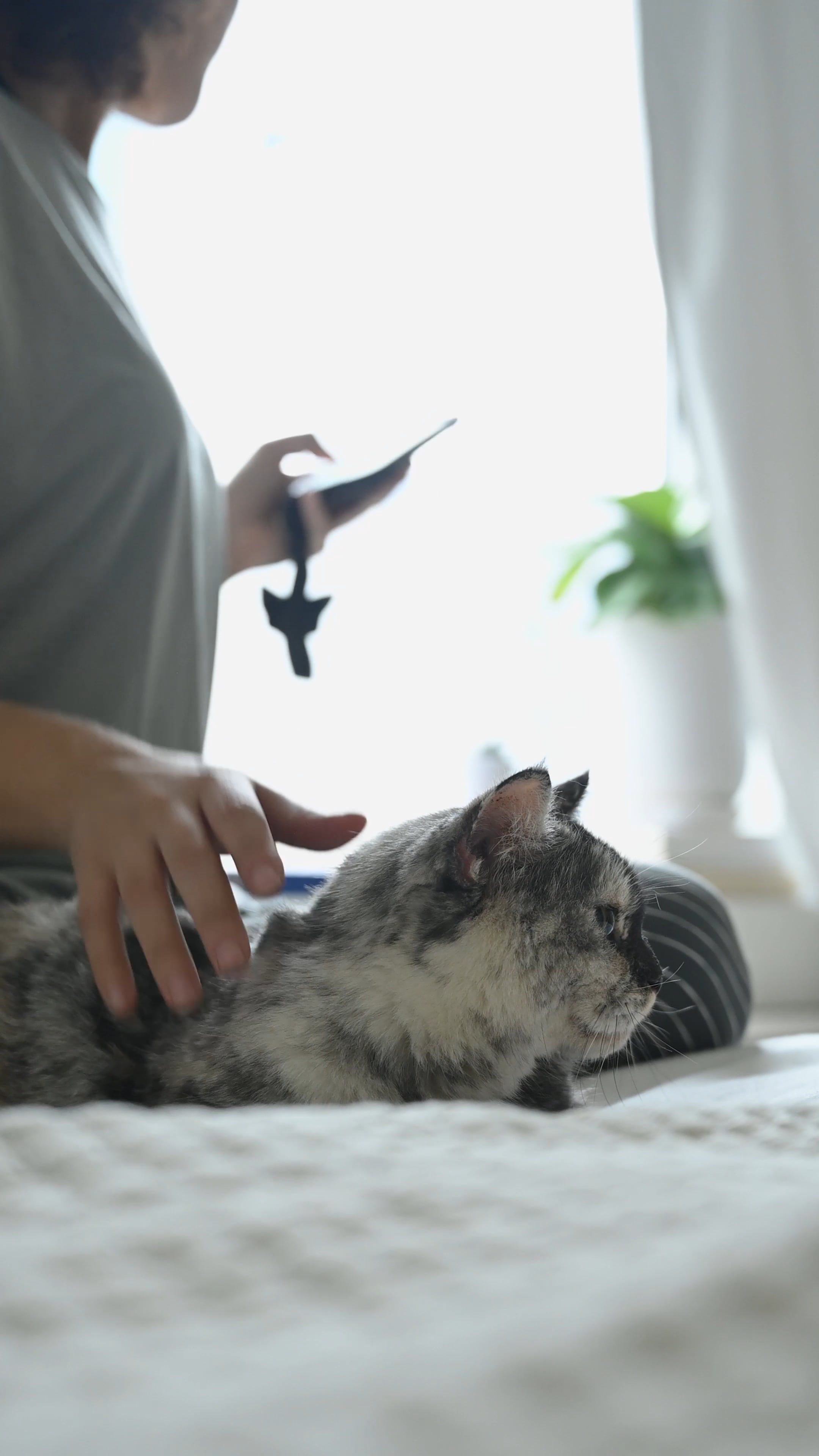 Cat Texting Videos, Download The BEST Free 4k Stock Video Footage & Cat ...