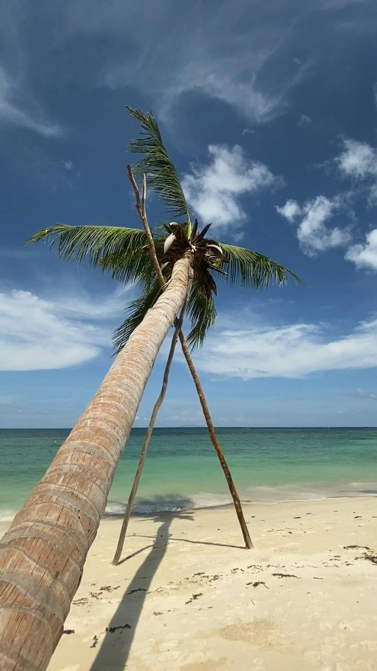 Coconut Tree Videos, Download The BEST Free 4k Stock Video Footage ...