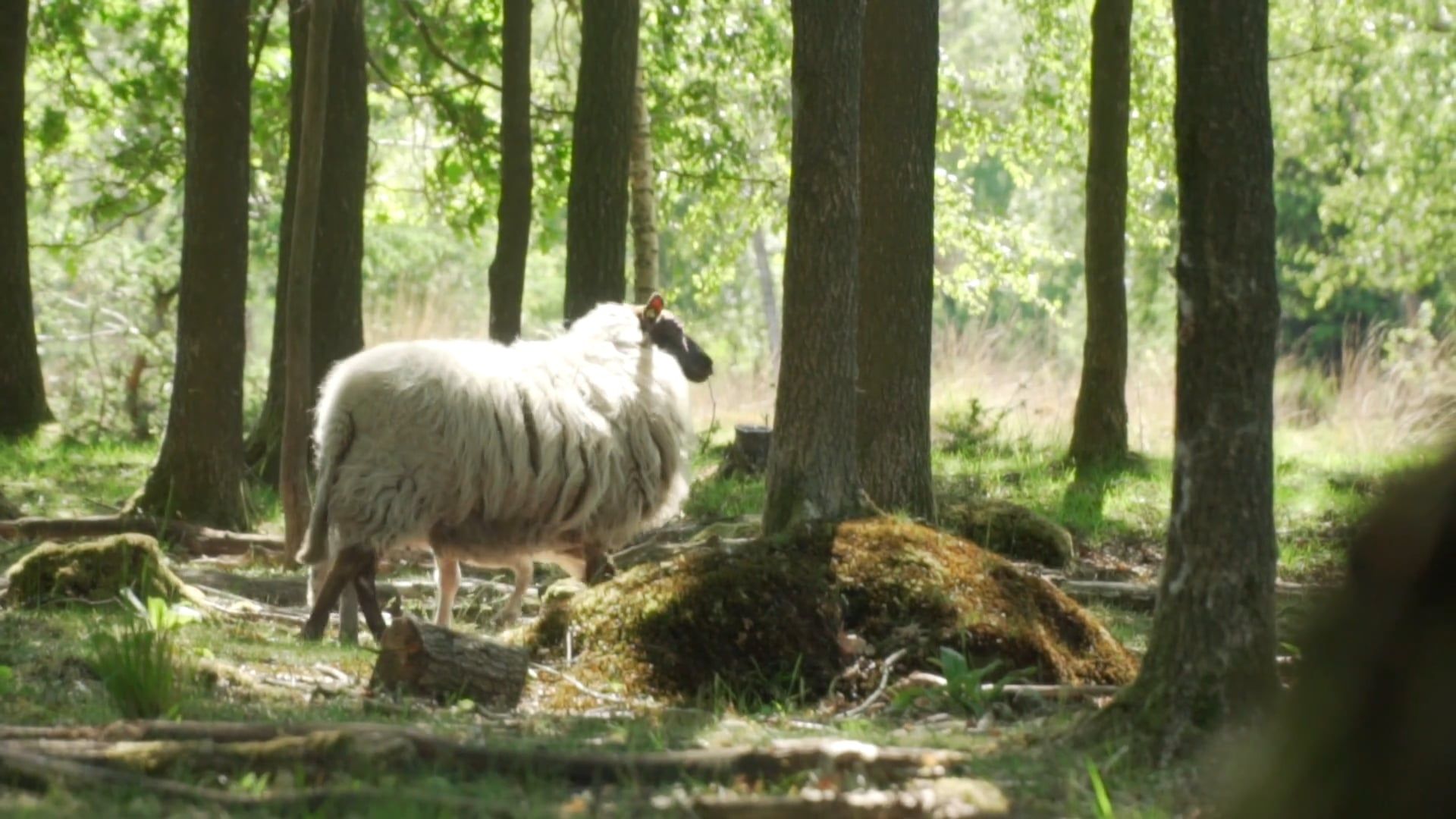 A Sheep Walking in the Forest Free Stock Video Footage, Royalty-Free 4K ...