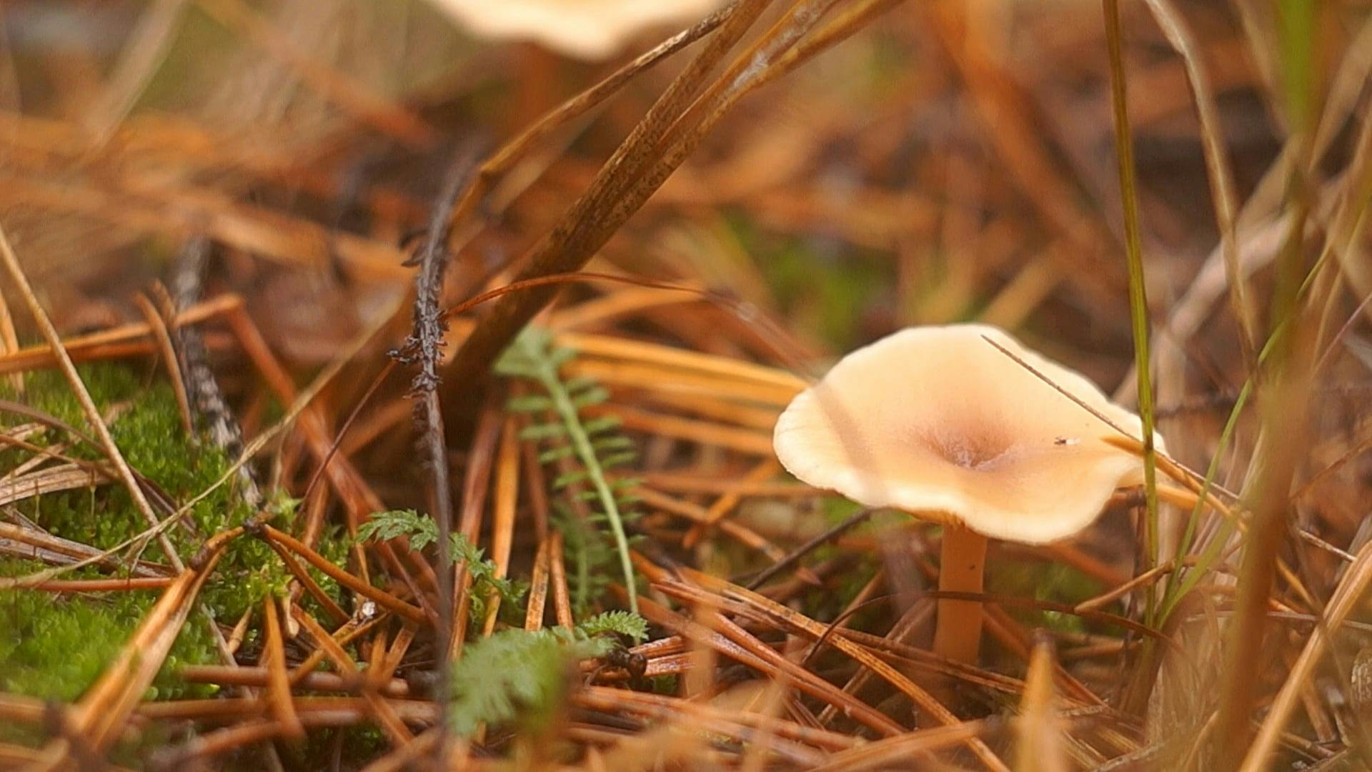 Wild Texture Videos, Download The BEST Free 4k Stock Video Footage ...