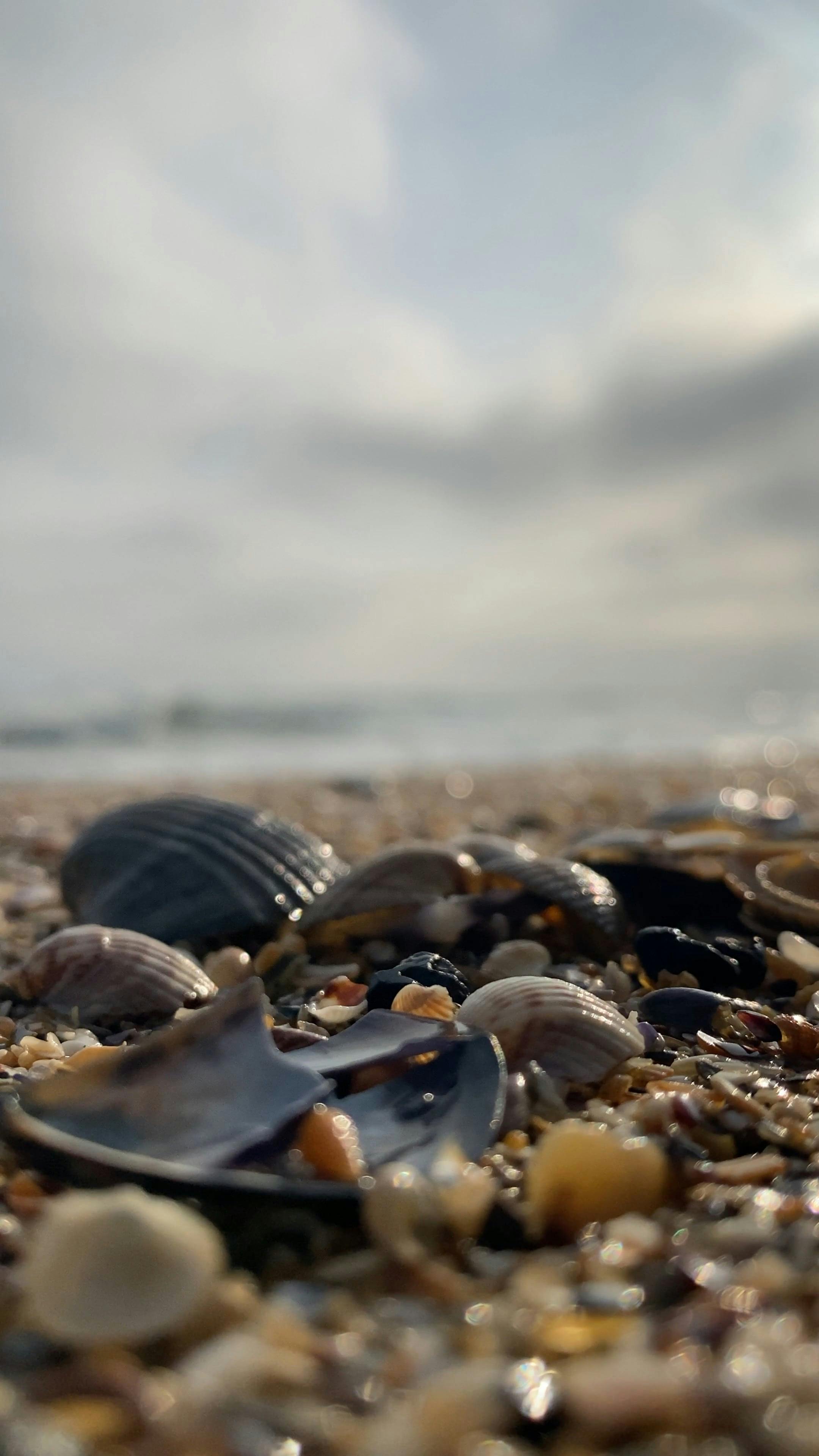 Seashore Shells Videos, Download The BEST Free 4k Stock Video Footage ...