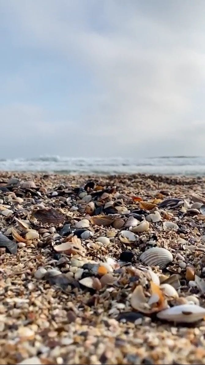 Summer Shells Videos, Download The BEST Free 4k Stock Video Footage ...