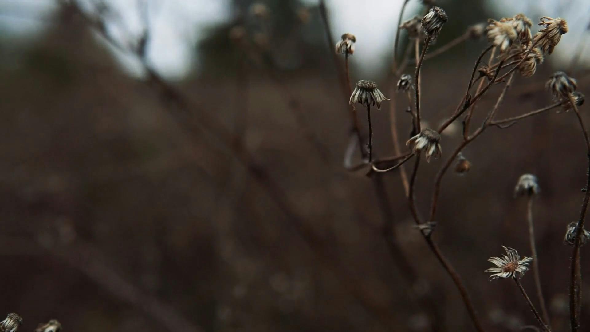 B Roll Videos, Download The BEST Free 4k Stock Video Footage & B Roll ...