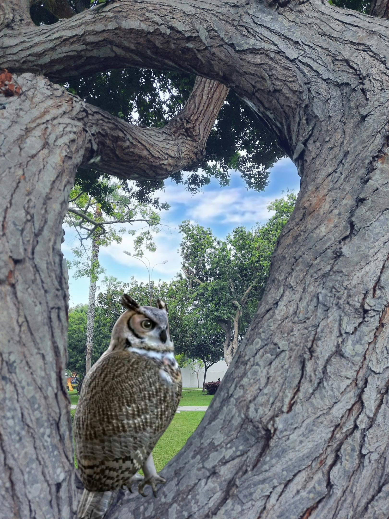 Wild Forest Videos, Download The BEST Free 4k Stock Video Footage ...