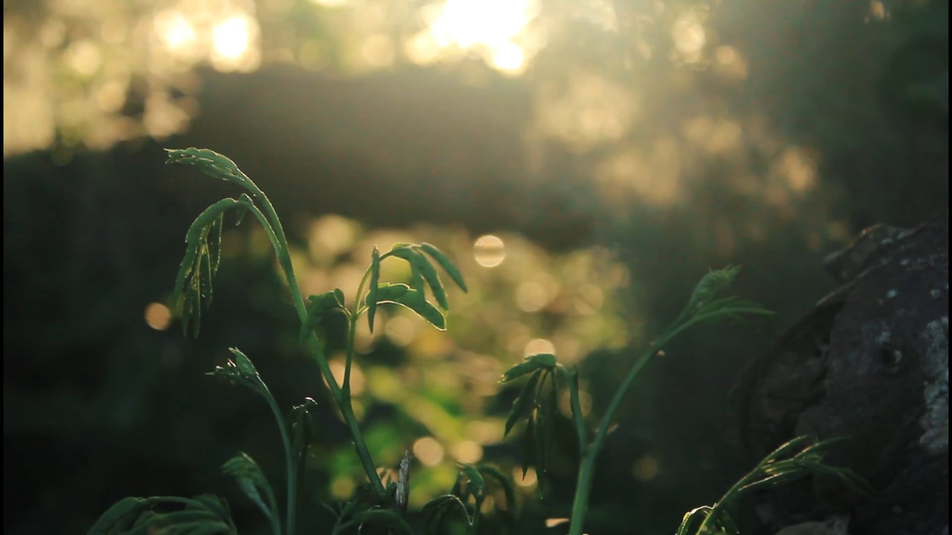 Gentle Breeze Blowing Green Grass · Free Stock Video