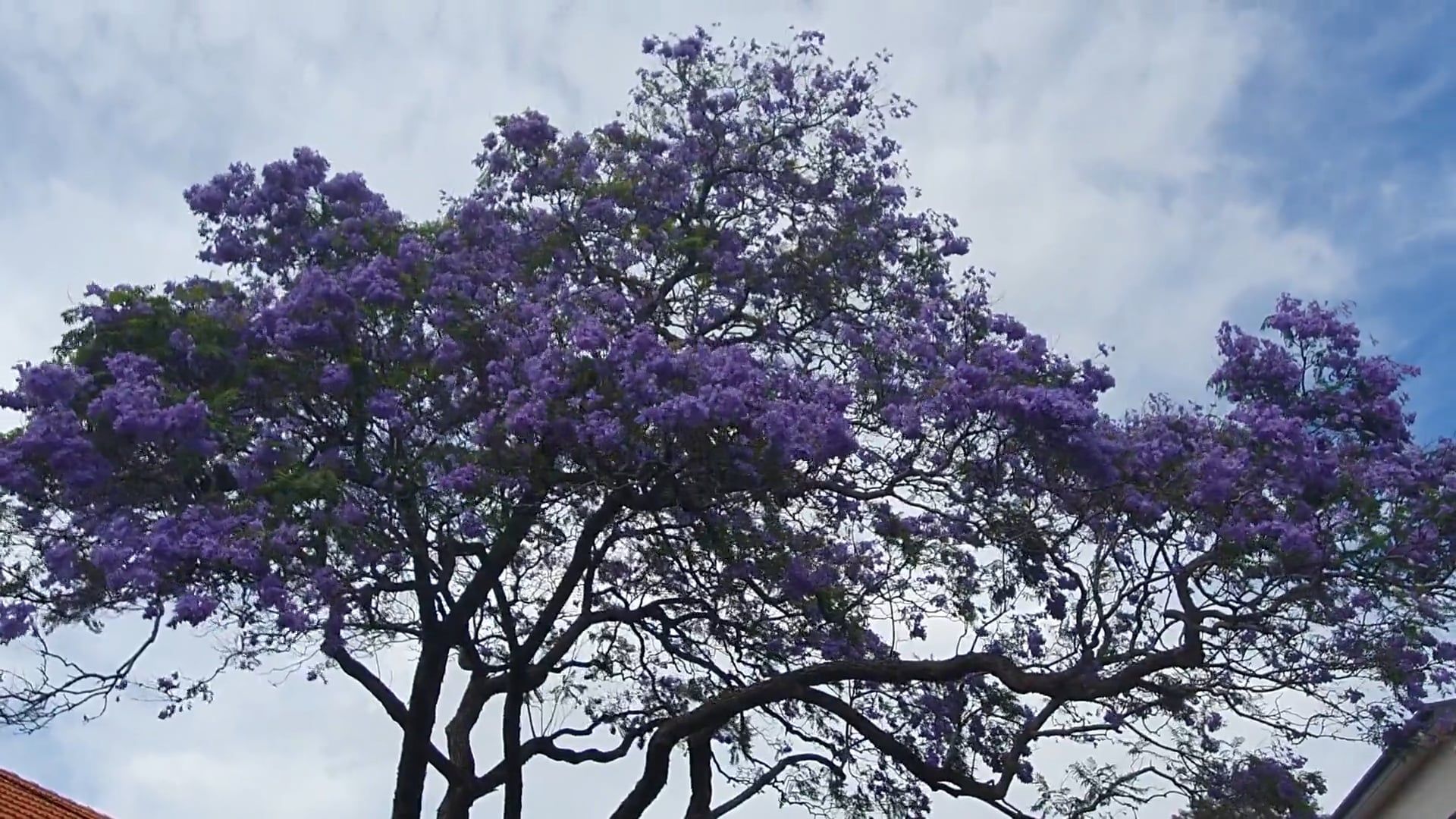 Tree With White and Purple Flowers · Free Stock Video