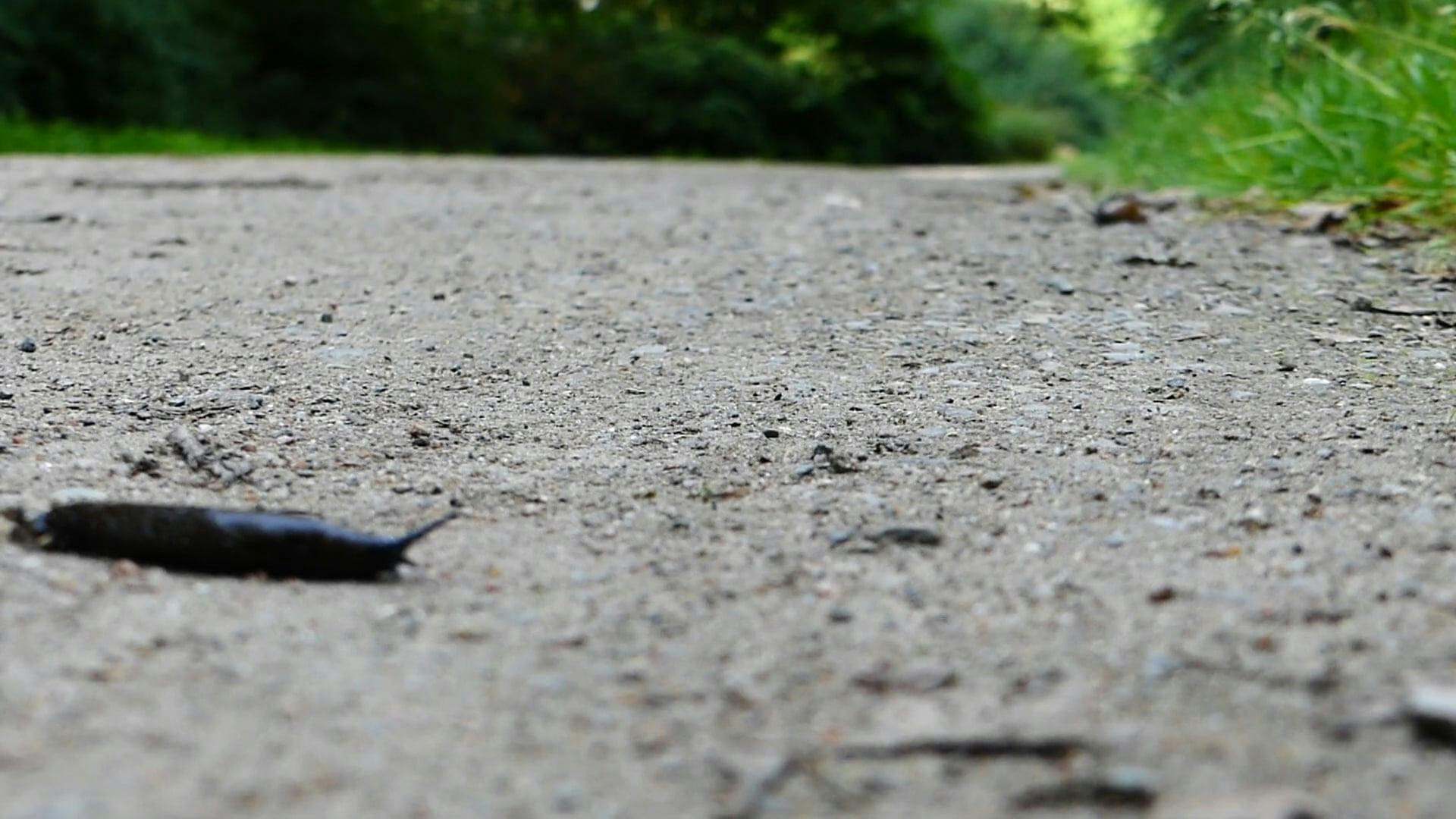 Close Up of a Slug Crawling Free Stock Video Footage, Royalty-Free 4K ...