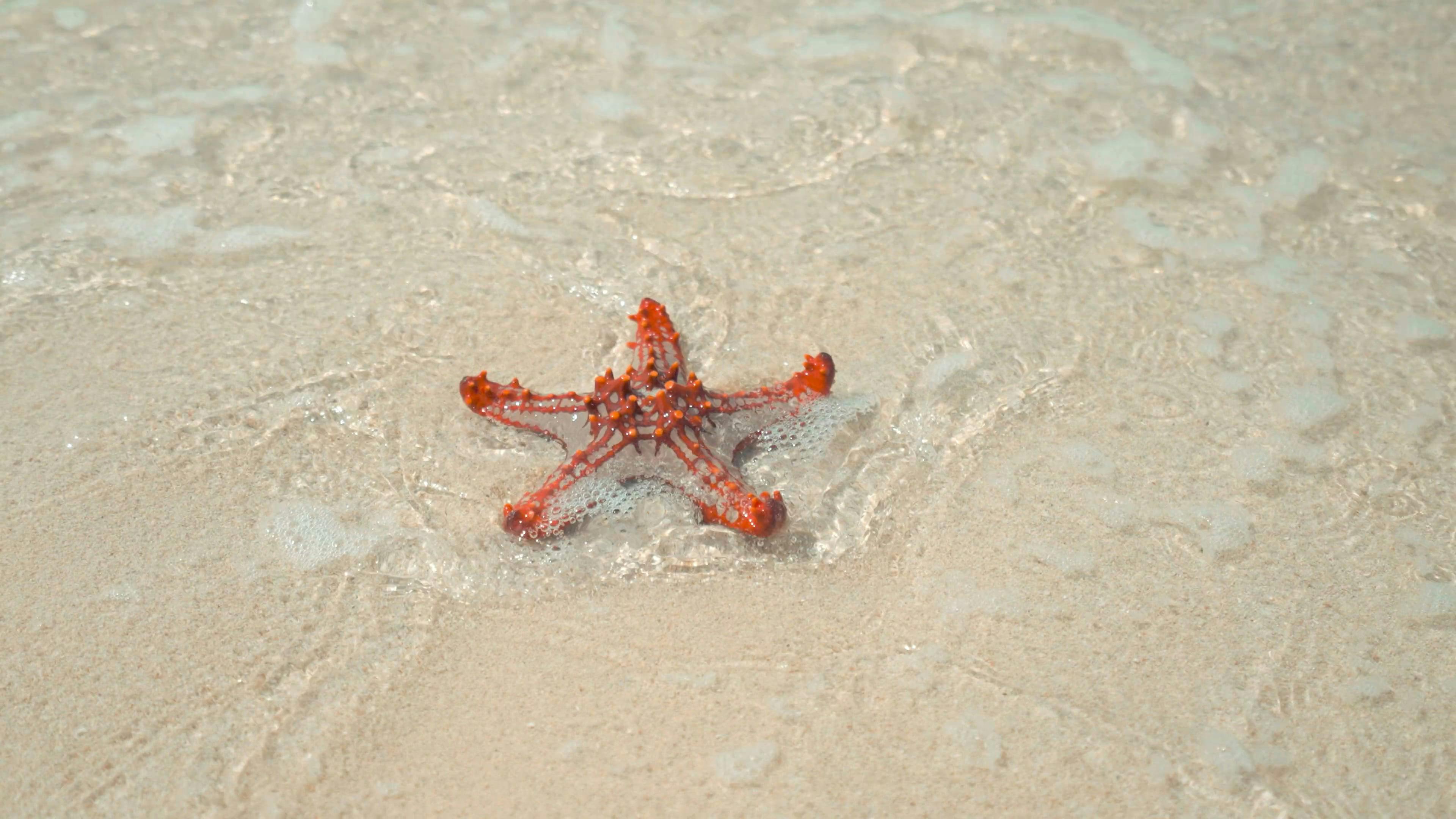 Close Up Shot of Star Fish on the Shore · Free Stock Video