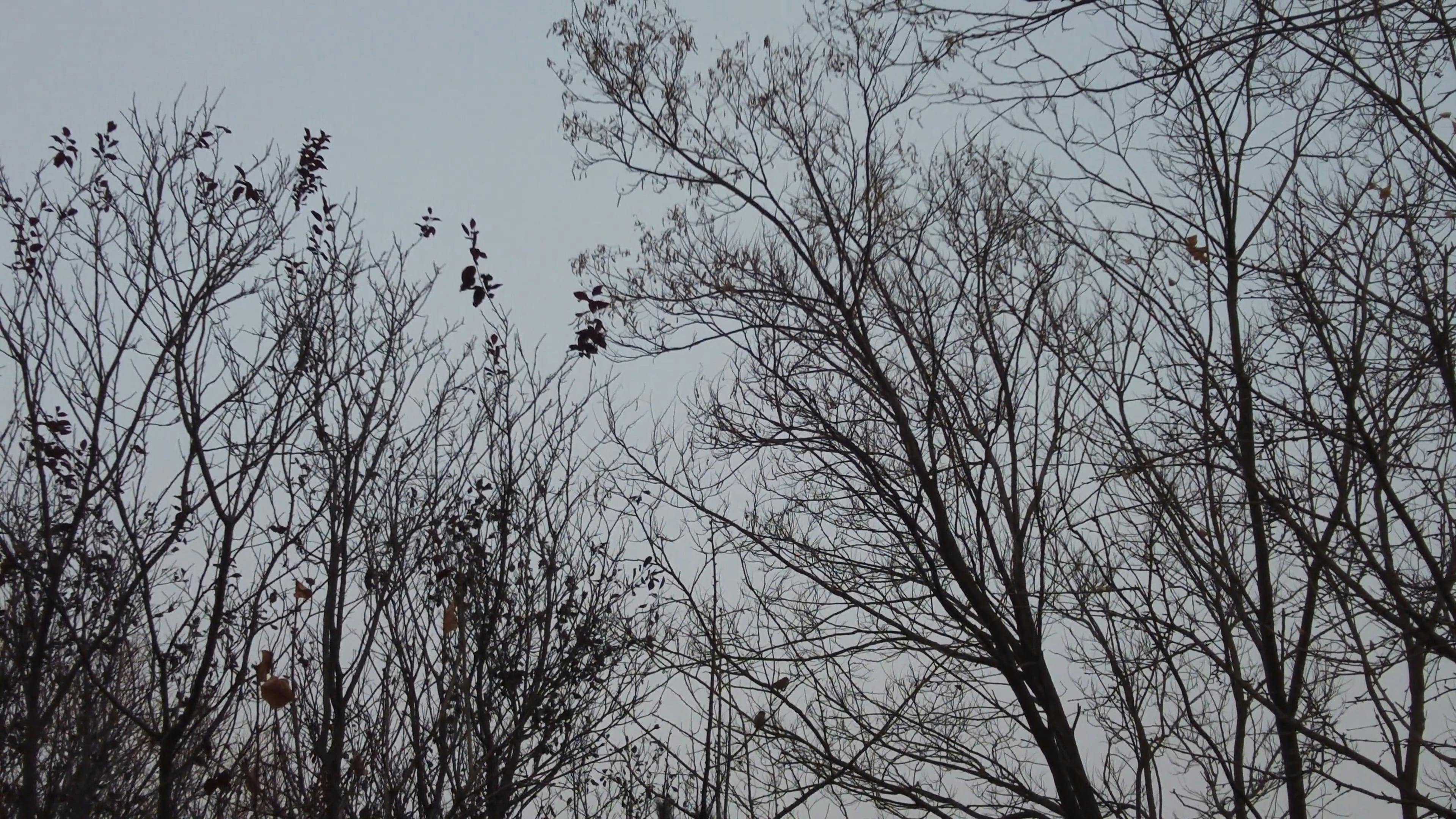 Deciduous Trees on a Cloudy Day · Free Stock Video