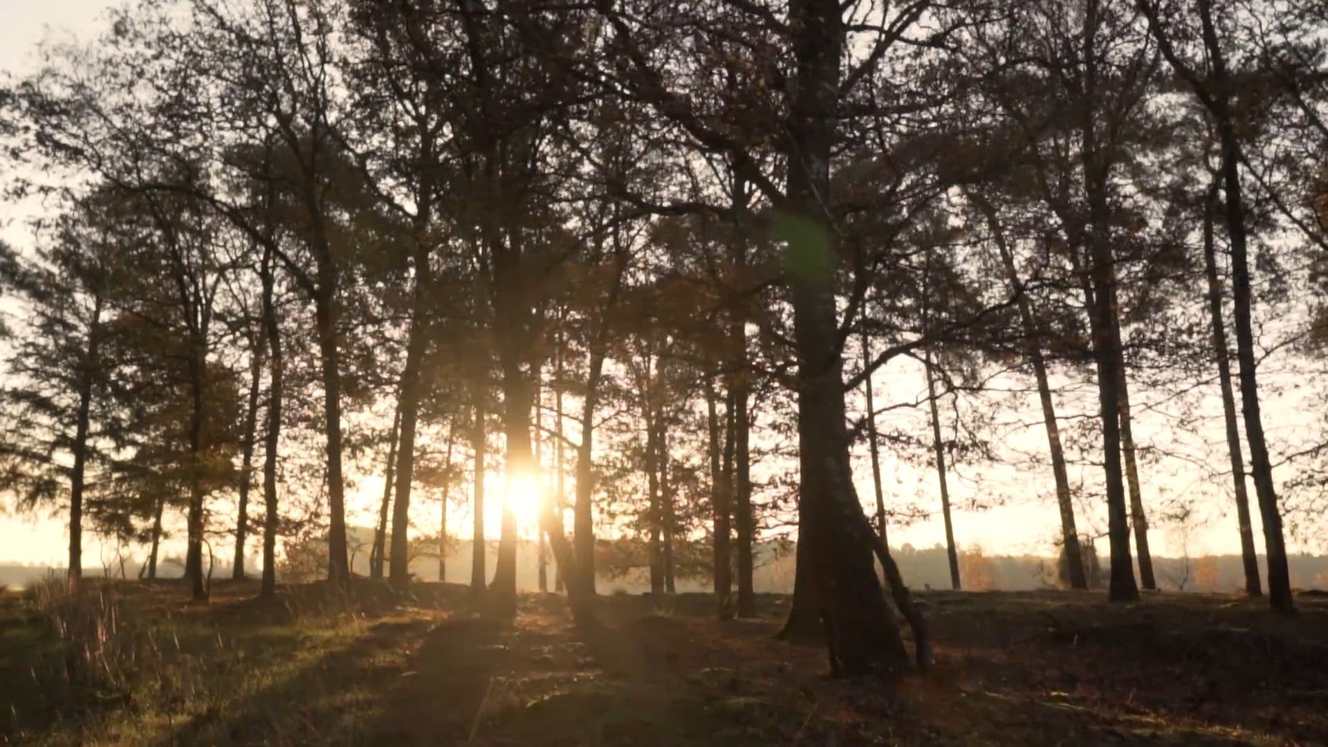 Video of Woods with Sunlight Free Stock Video Footage, Royalty-Free 4K ...