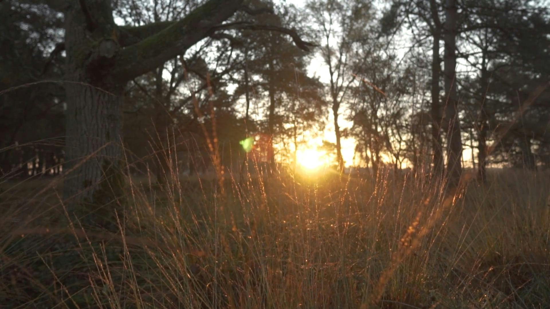 Golden Hour In The Forest Free Stock Video Footage, Royalty-Free 4K ...